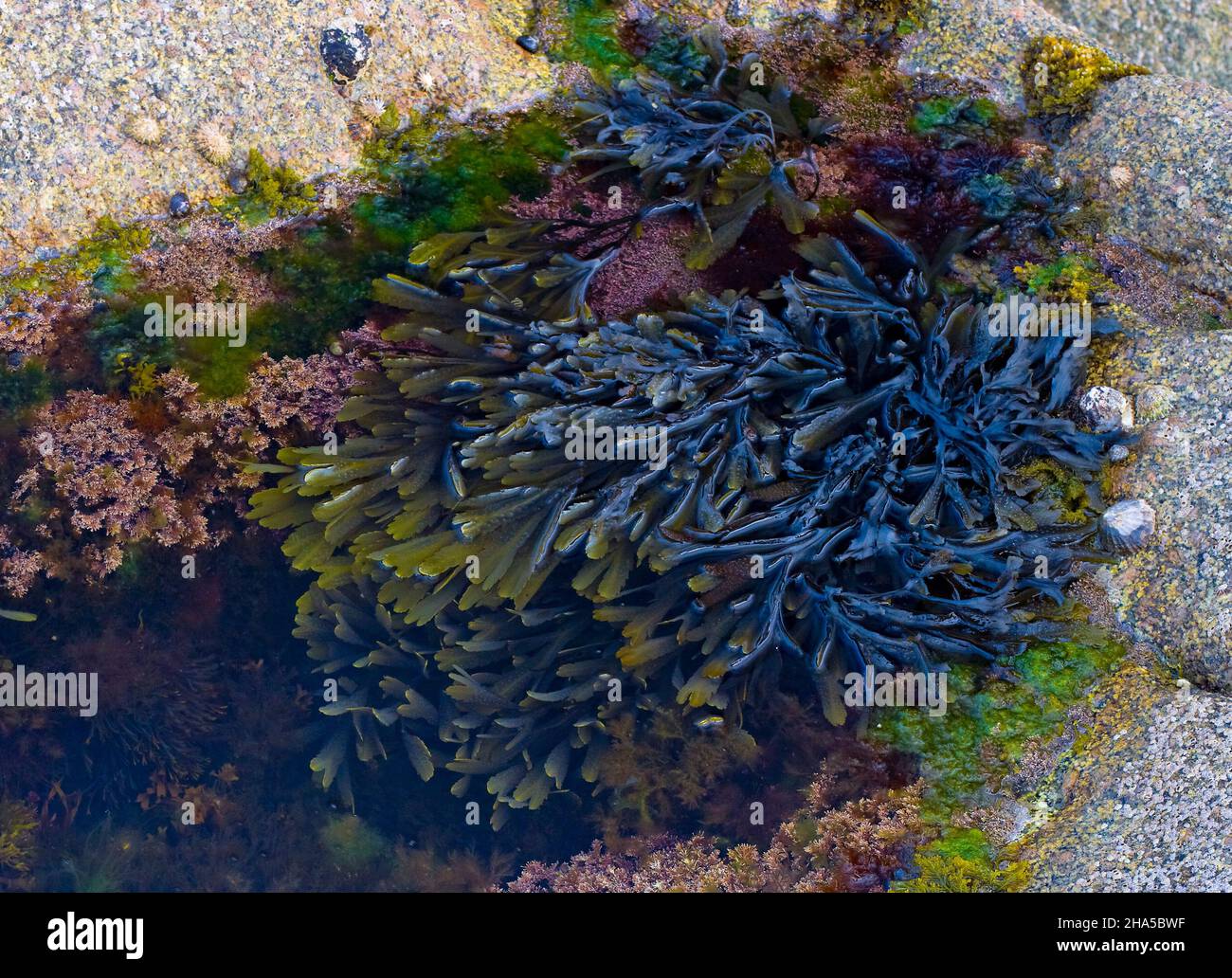 Water pools seaweed hi-res stock photography and images - Alamy