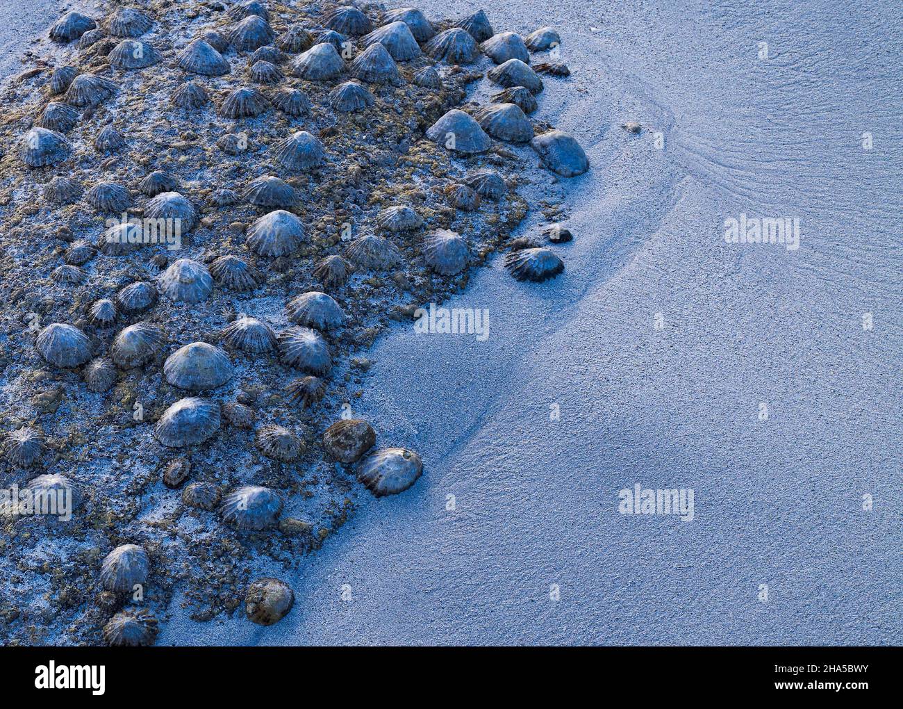 Mussel bank with limpets patella vulgata hi-res stock photography and ...
