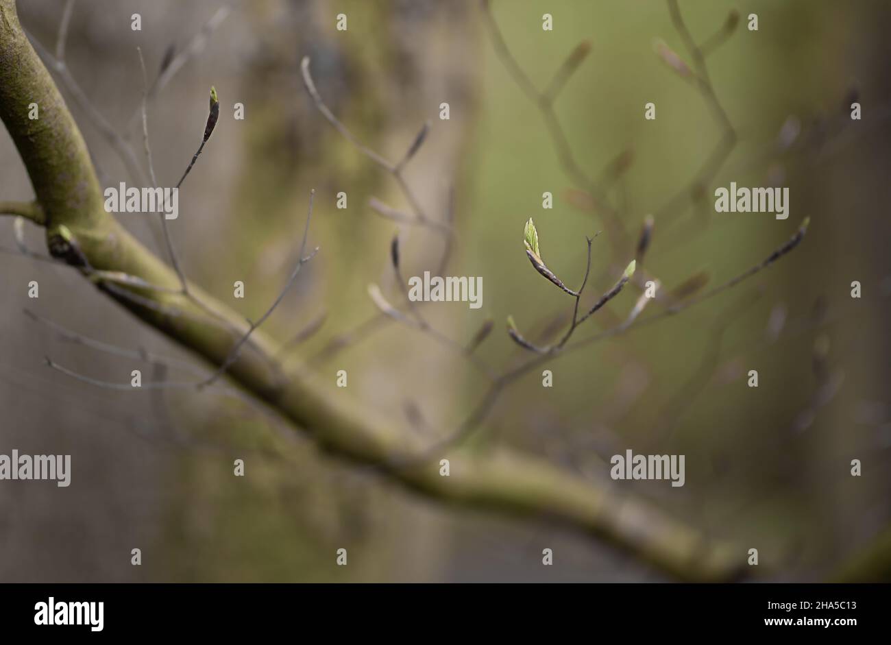 Branches of trees and bushes with buds and first leaves in spring Stock ...