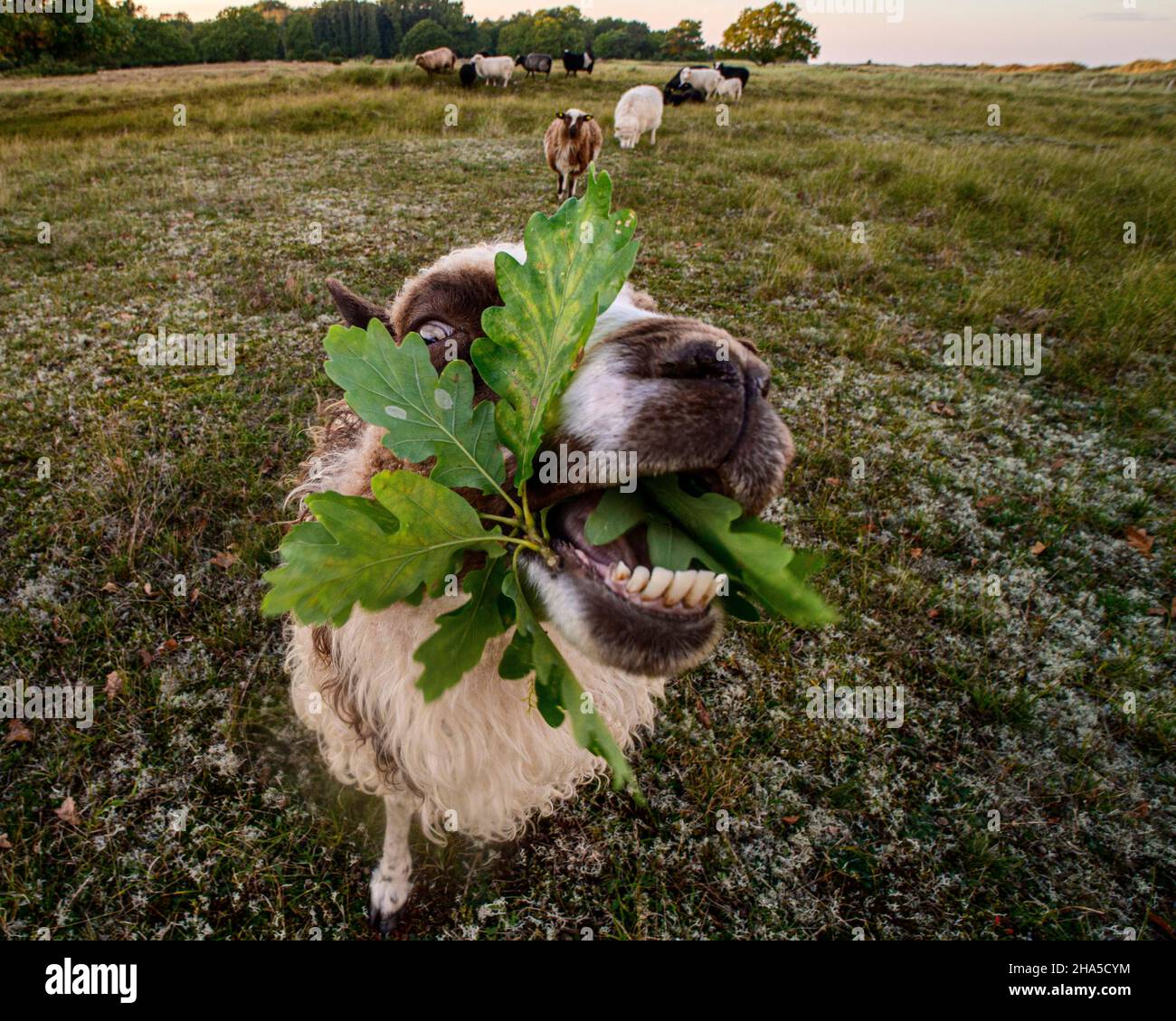 sheep eats egg oak leaves Stock Photo - Alamy