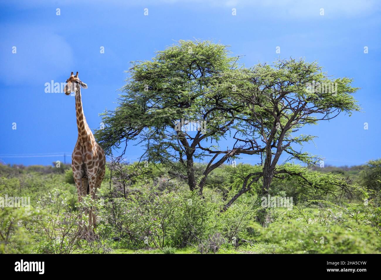 Giraffe in an African savanna Stock Photo - Alamy