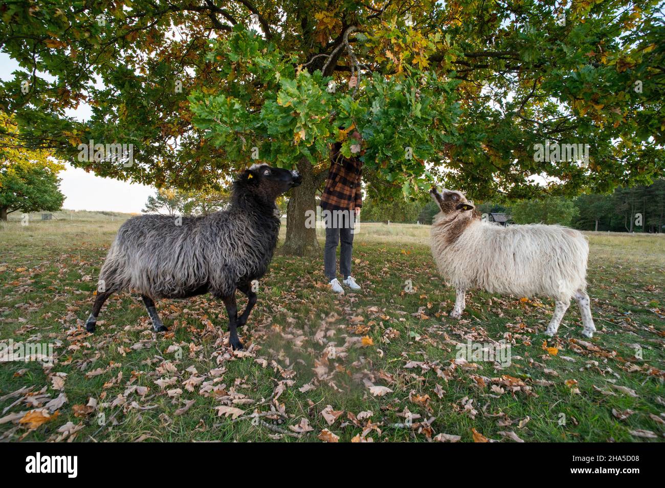 Man feeding sheep hi-res stock photography and images - Alamy