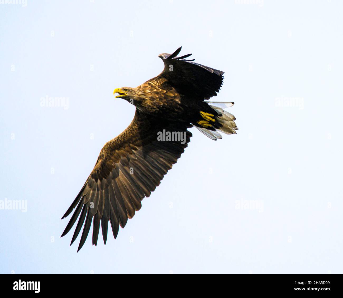 white-tailed eagle in flight Stock Photo - Alamy