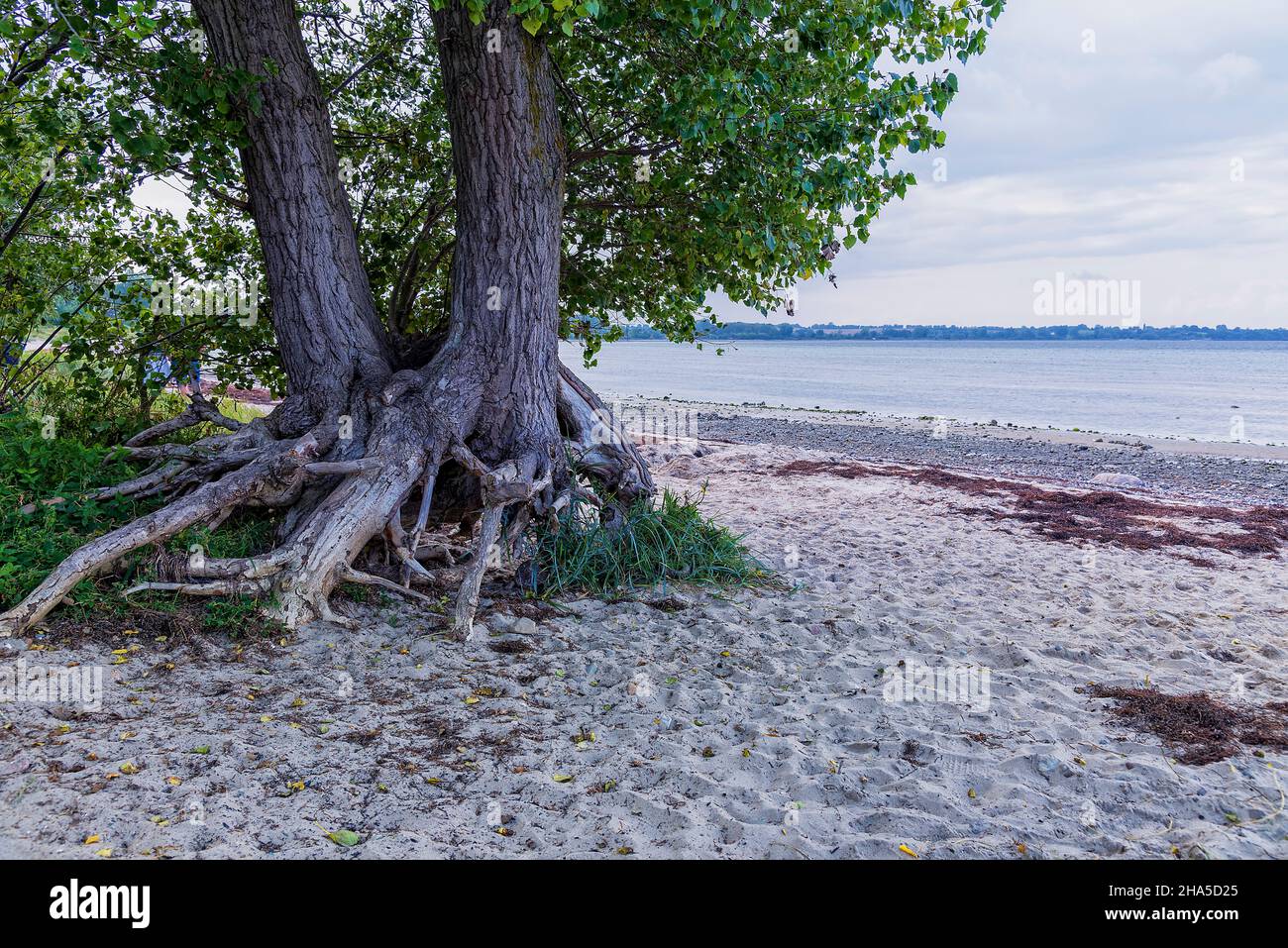 Boltenhagen bay hi-res stock photography and images - Alamy