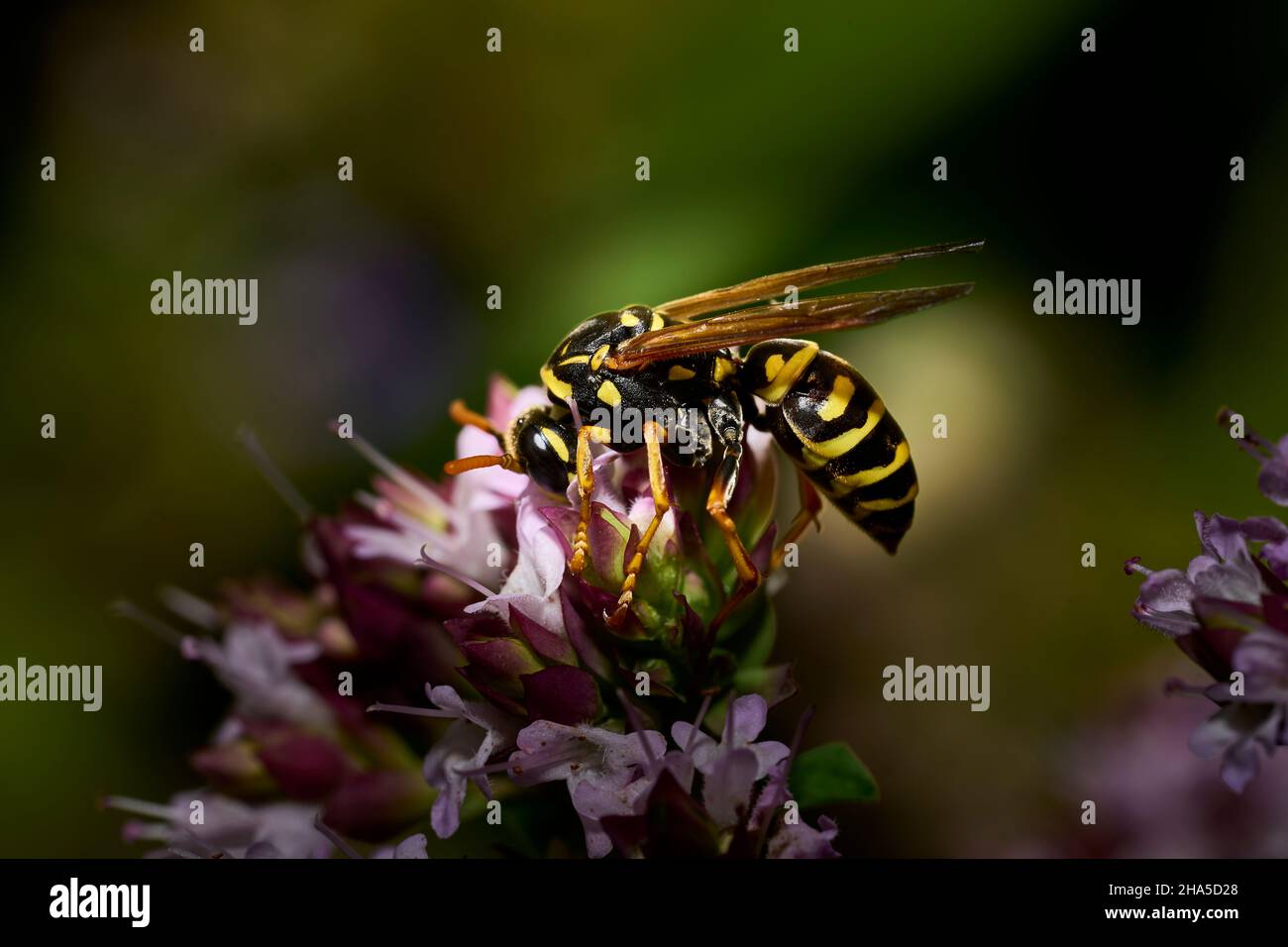 Field wasp feeding on a buddleia Stock Photo - Alamy