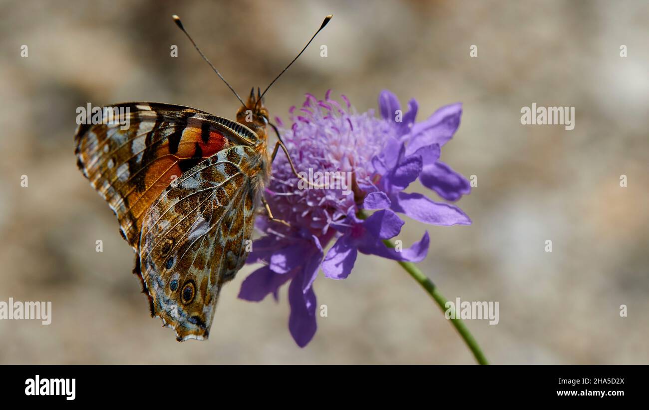 greece,greek islands,ionian islands,lefakada or lefkas,purple flower ...