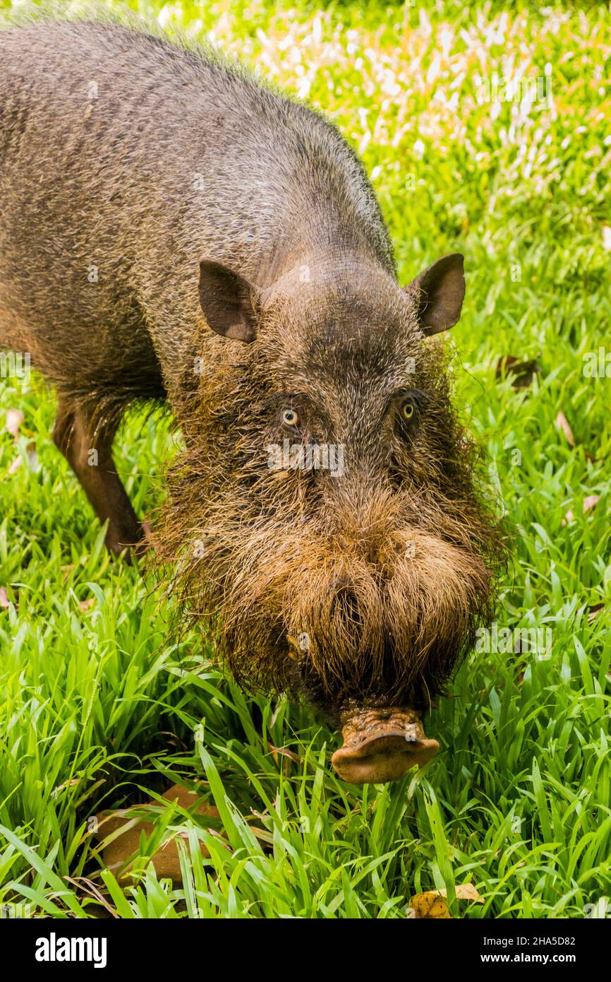 Bearded pig boar hi-res stock photography and images - Alamy