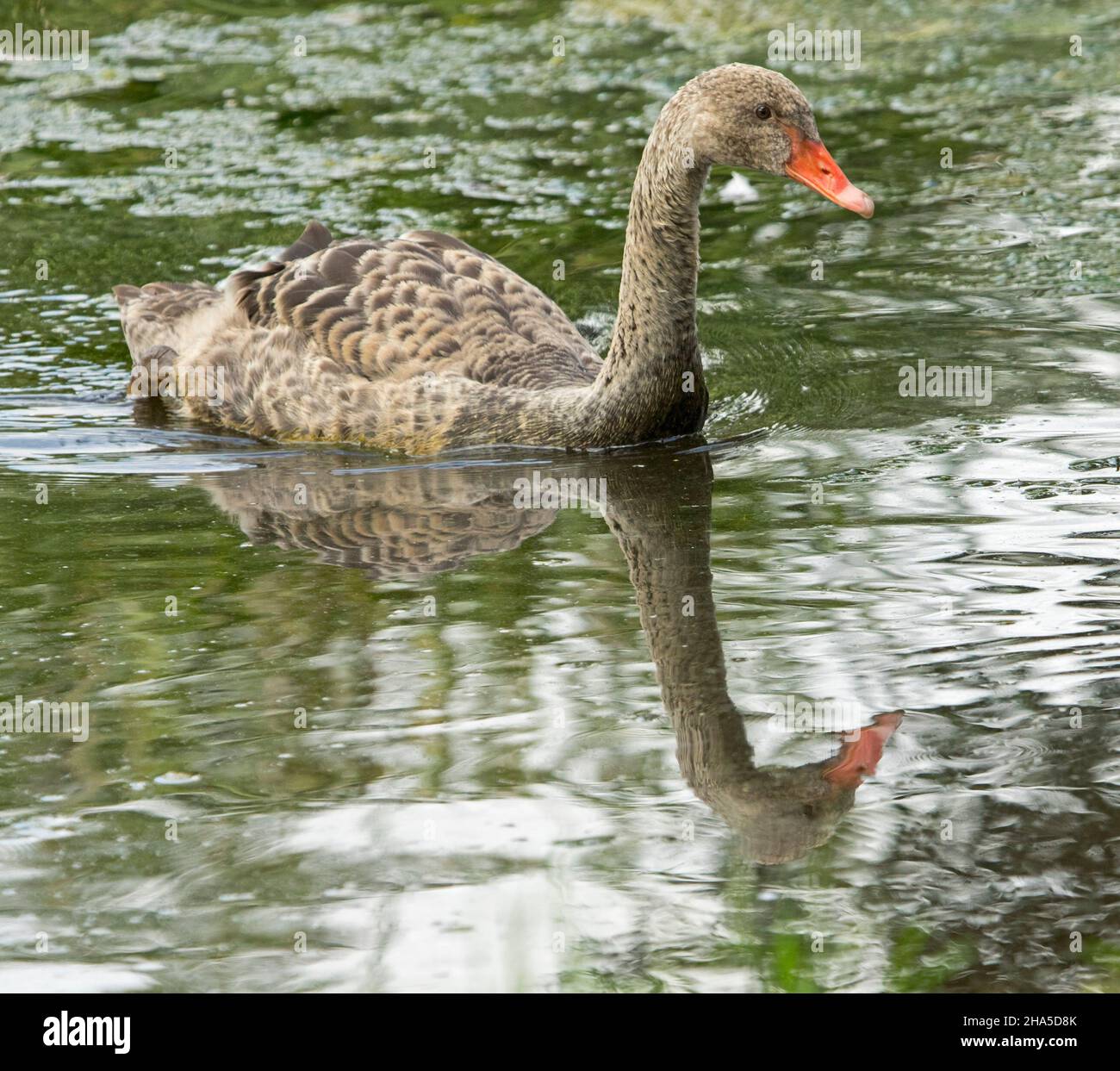 Cygnet birds wildlife hi-res stock photography and images - Alamy