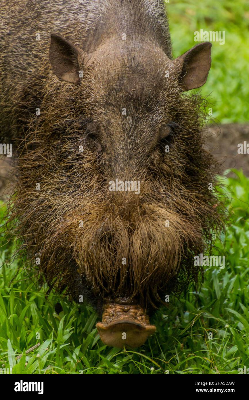 Bornean bearded pig Sus barbatus in Bako national park on Borneo island ...