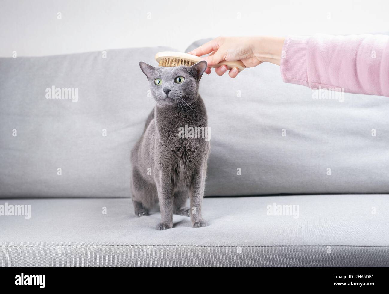 Woman's hand is combing Russian blue cat with a soft special brush for ...