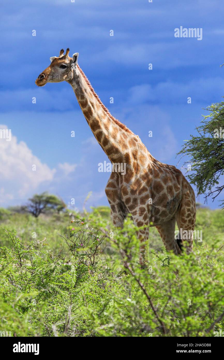 Giraffe in an African savanna Stock Photo - Alamy