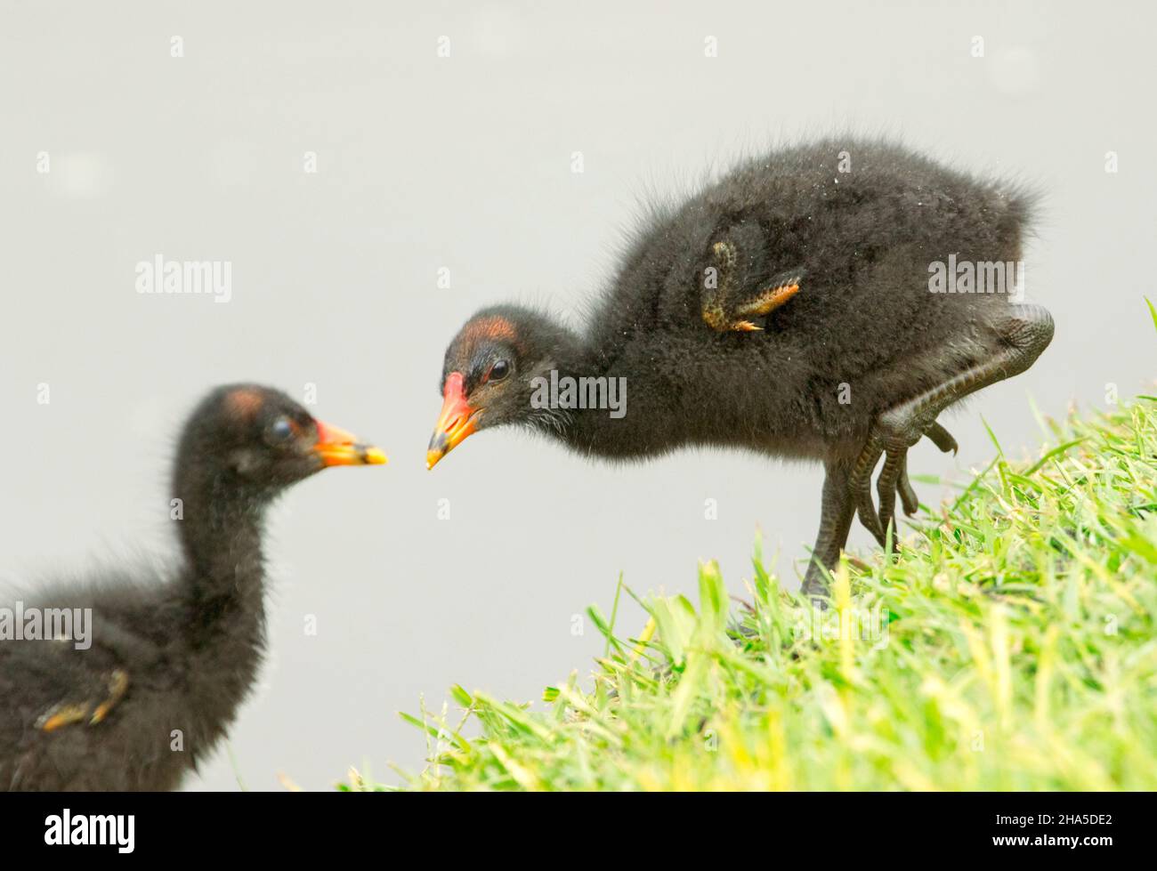 Two tiny fluffy black Dusky Moorhen chicks, Gallinula tenebrosa, in the ...