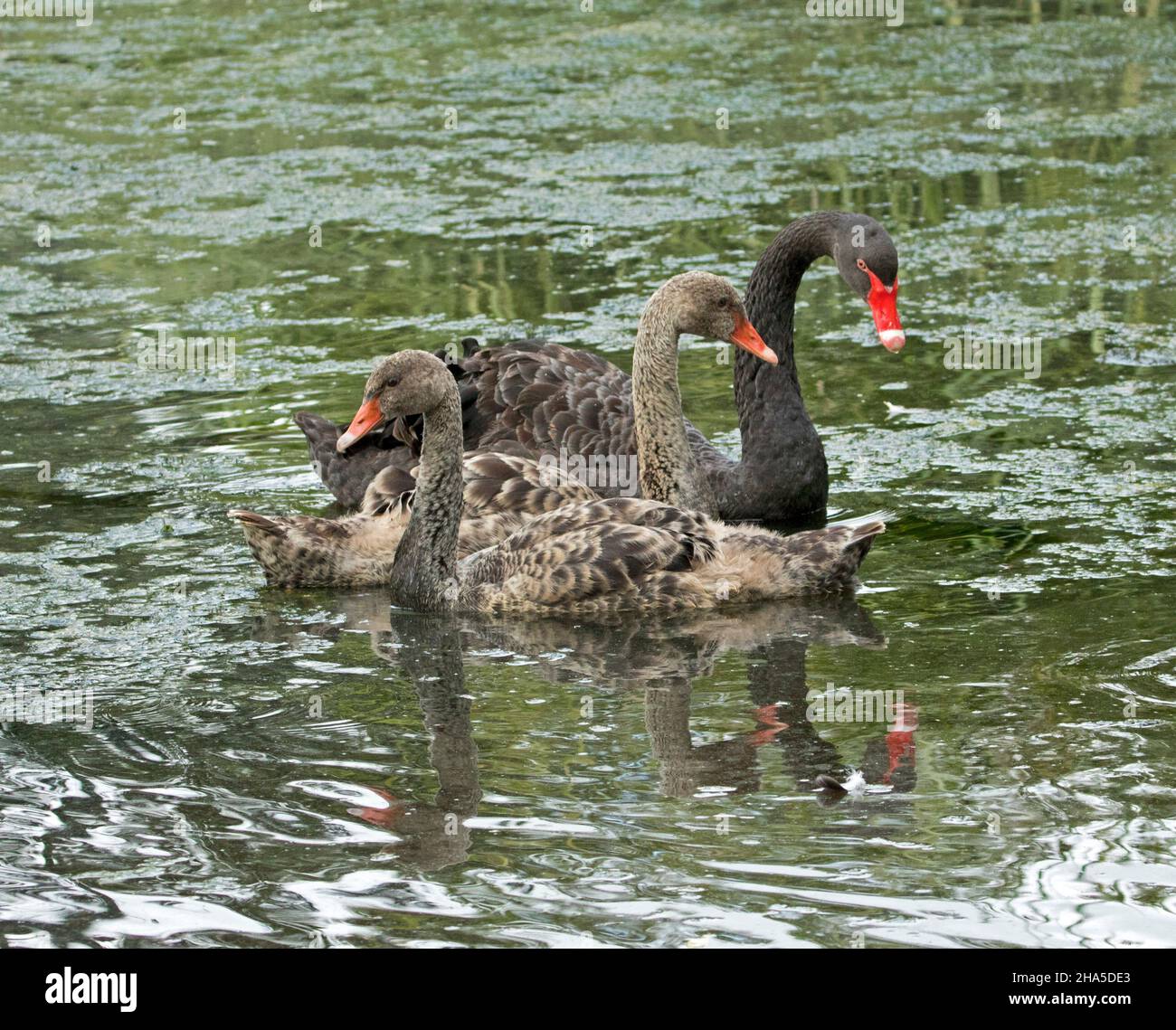 Cygnet birds wildlife hi-res stock photography and images - Alamy
