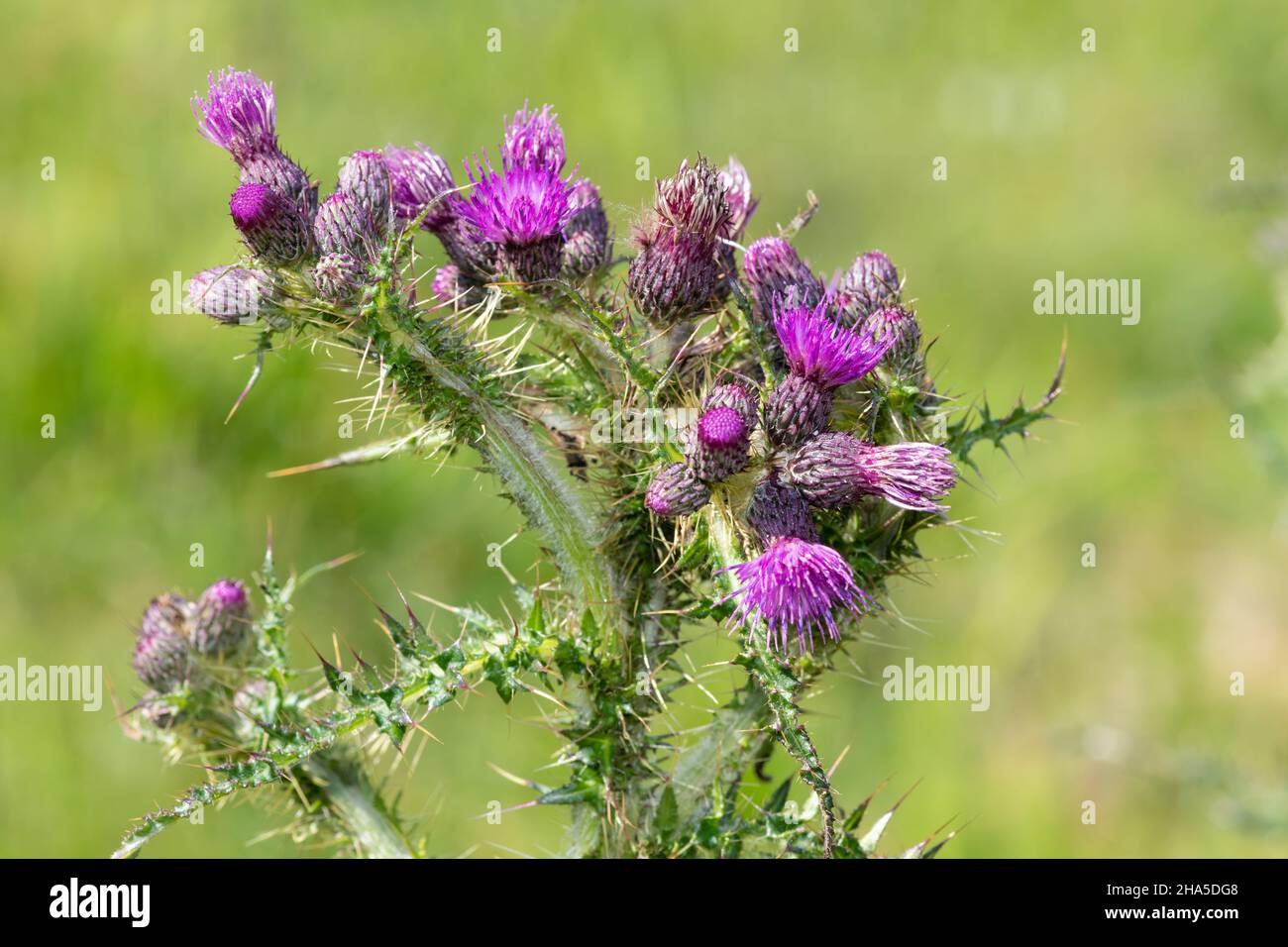 Close up of the flower head on a common thistle (cirsium vulgare) plant ...