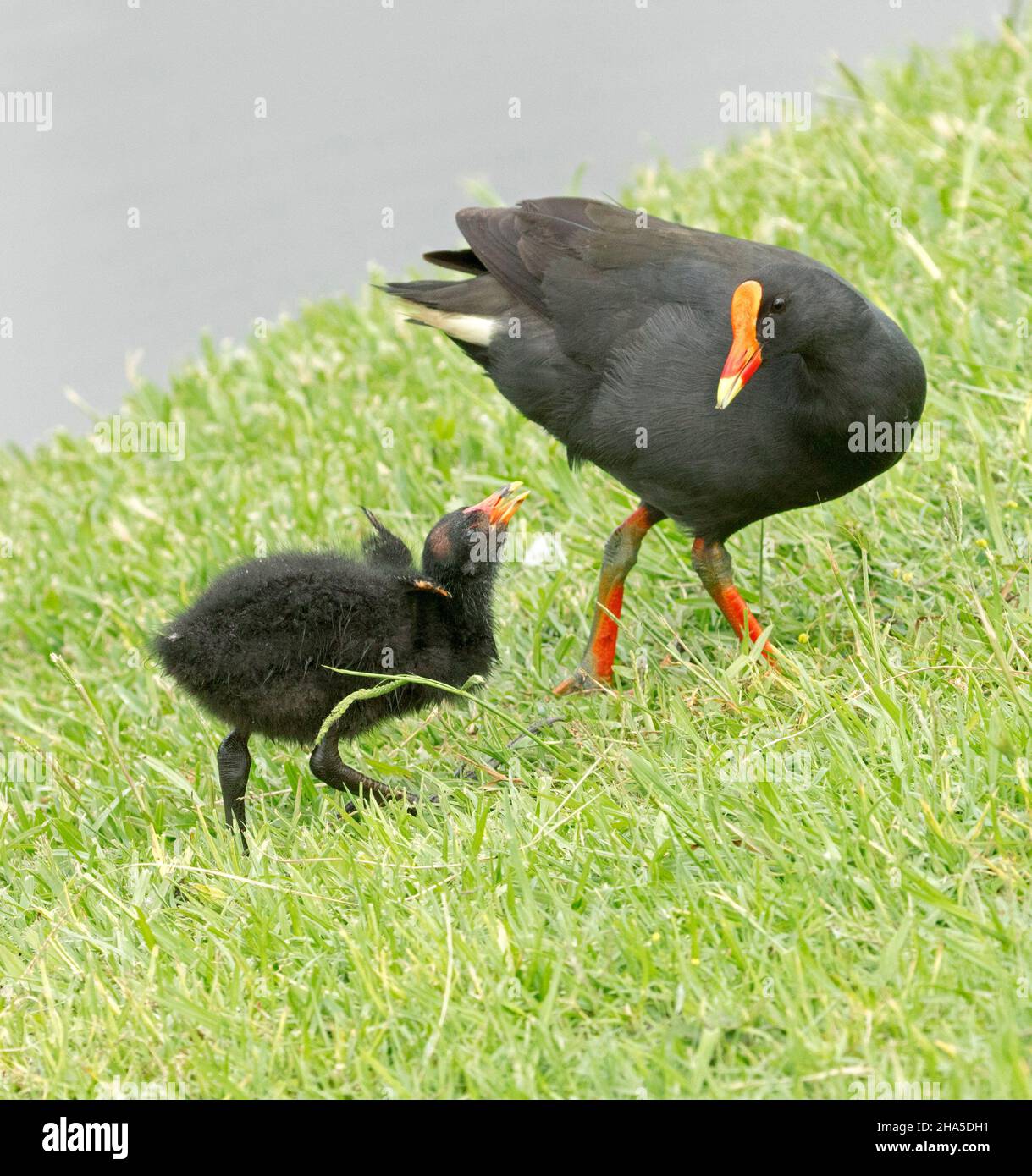 Dusky Moorhen with tiny black fluffy chick on green grass beside water ...