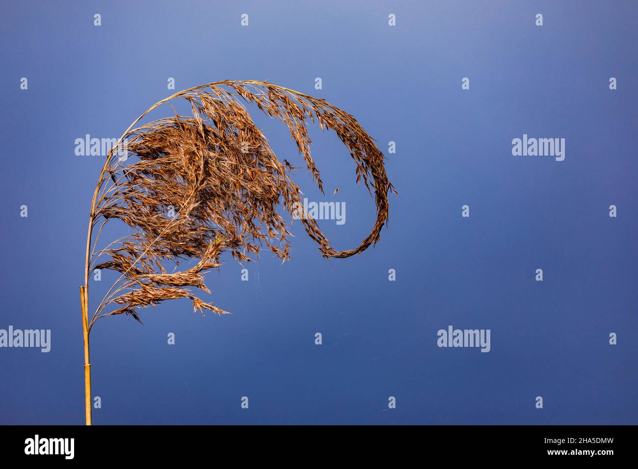Curved blade of grass hi-res stock photography and images - Alamy