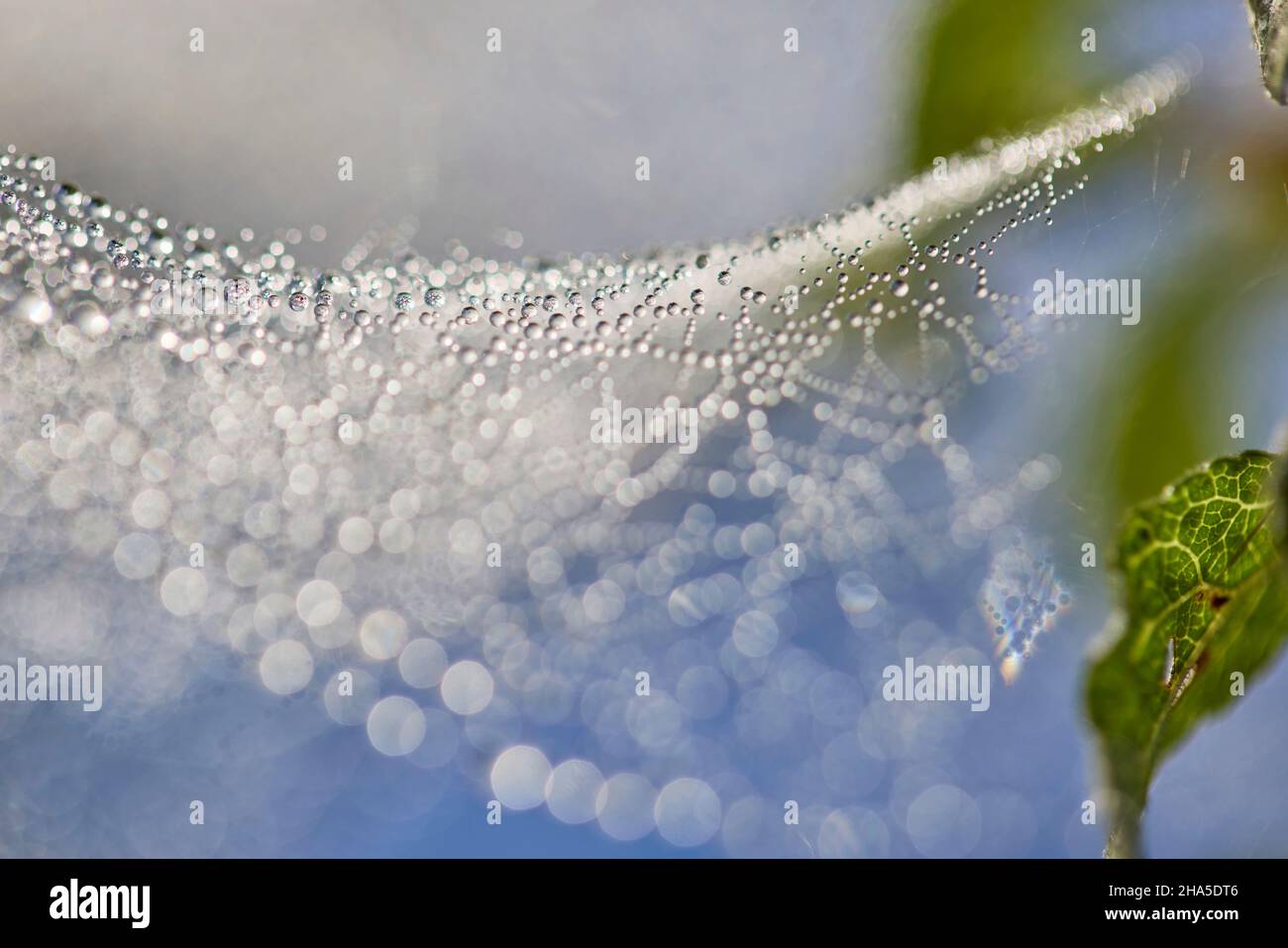 spider web,dew,dew drops Stock Photo - Alamy
