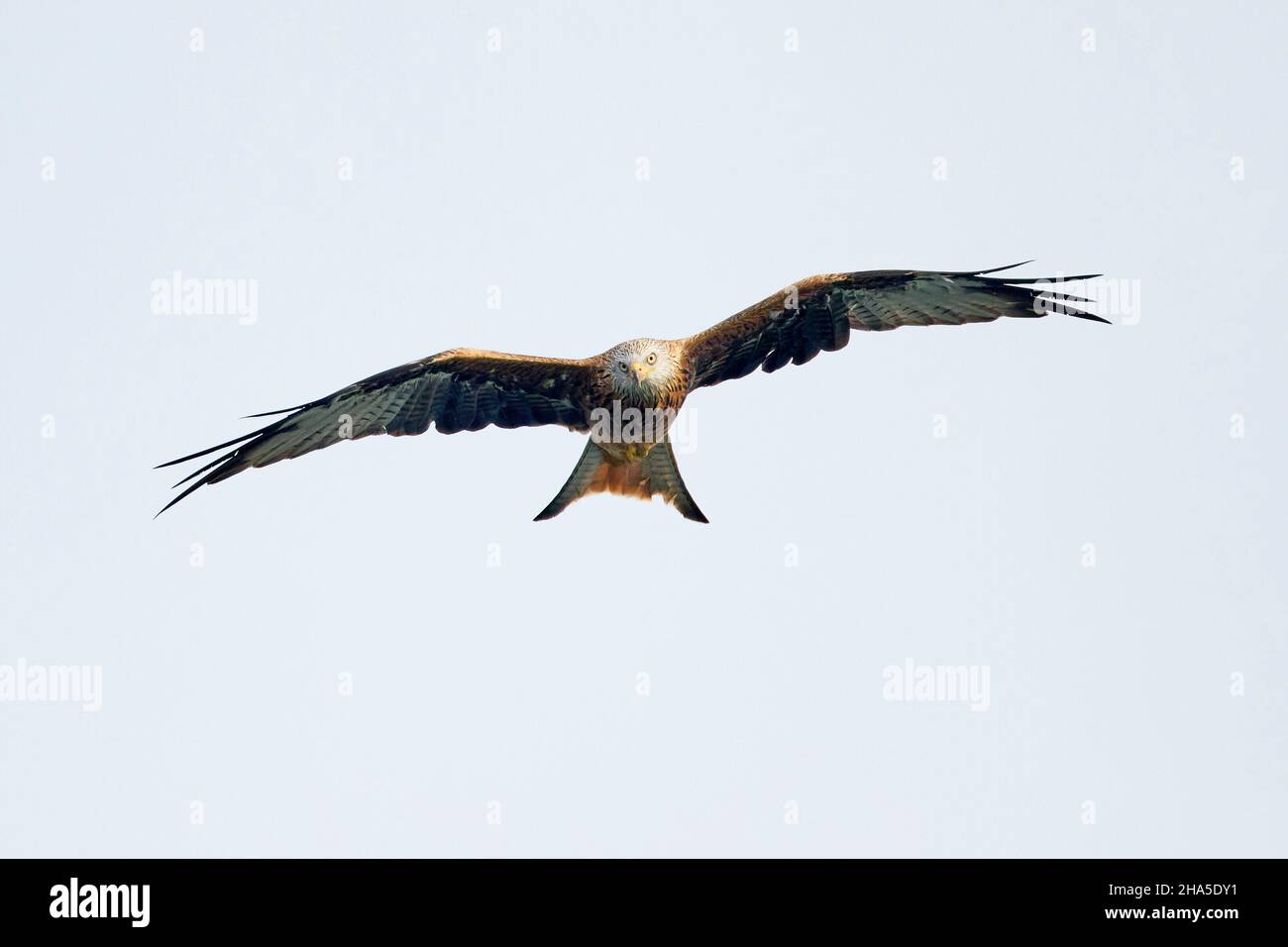 Flying red milan hi-res stock photography and images - Alamy