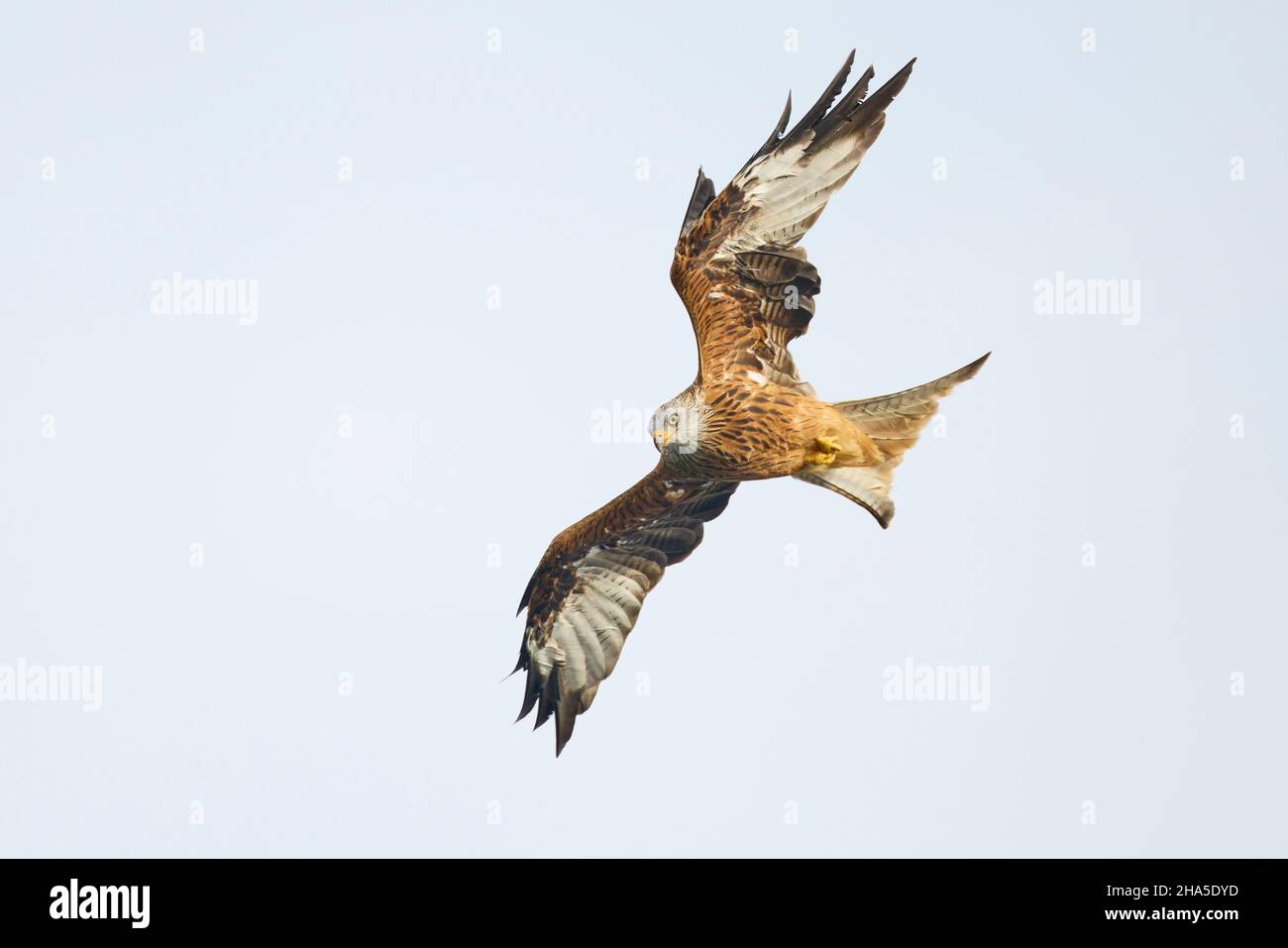 Flying red milan hi-res stock photography and images - Alamy