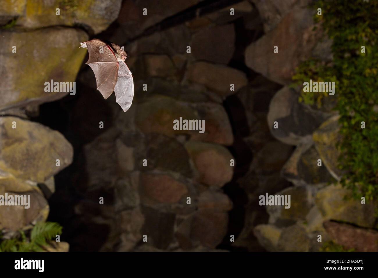 bat,water bat,myotis daubentonii,in flight Stock Photo - Alamy