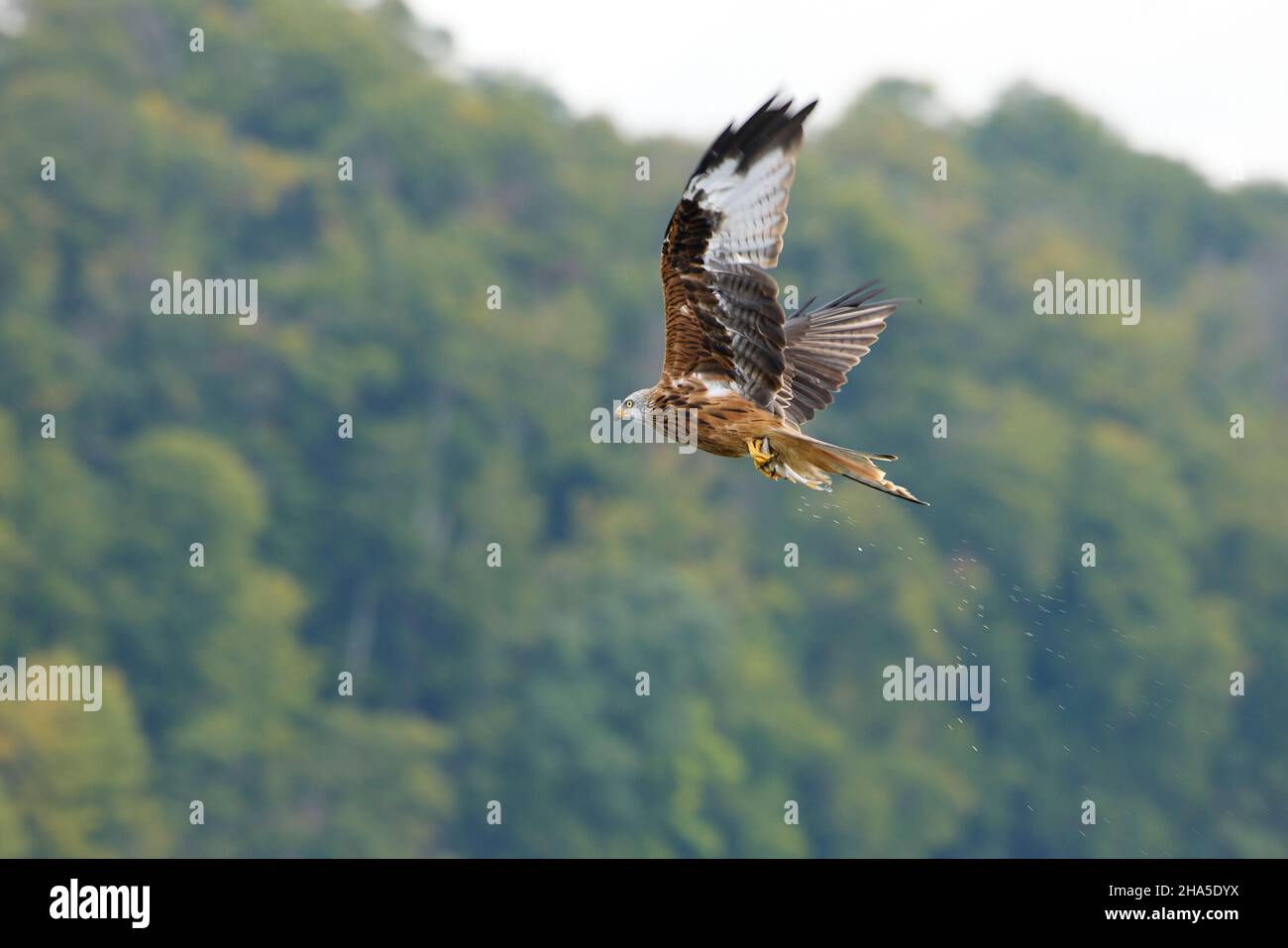 Red kite bird holding hi-res stock photography and images - Alamy
