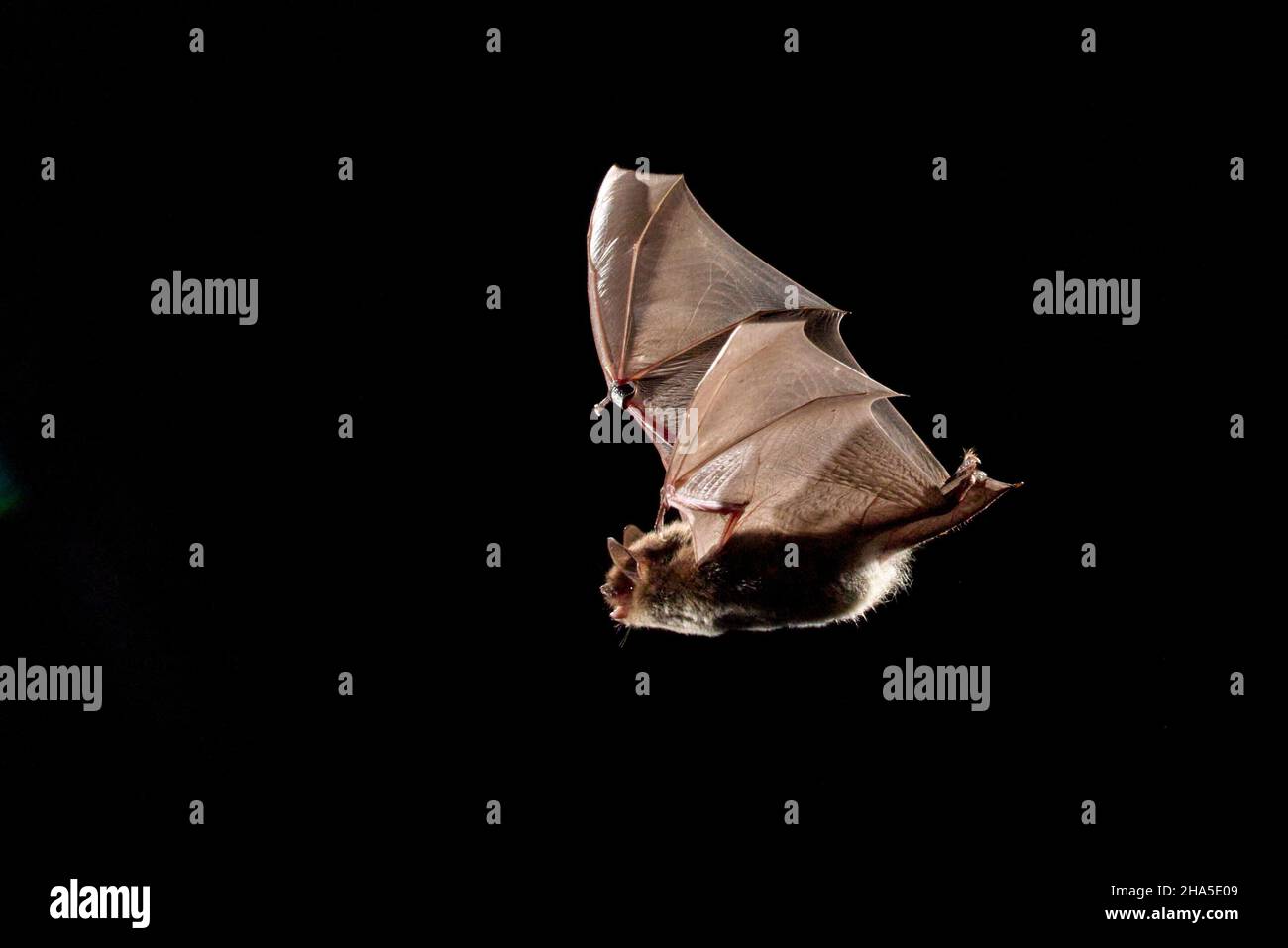 bat,water bat,myotis daubentonii,in flight Stock Photo - Alamy
