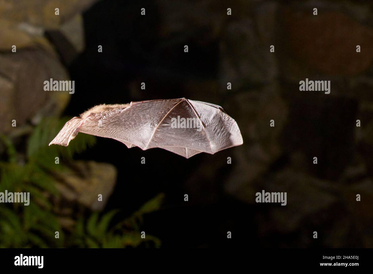 bat,fringed bat,myotis natteri,in flight Stock Photo - Alamy