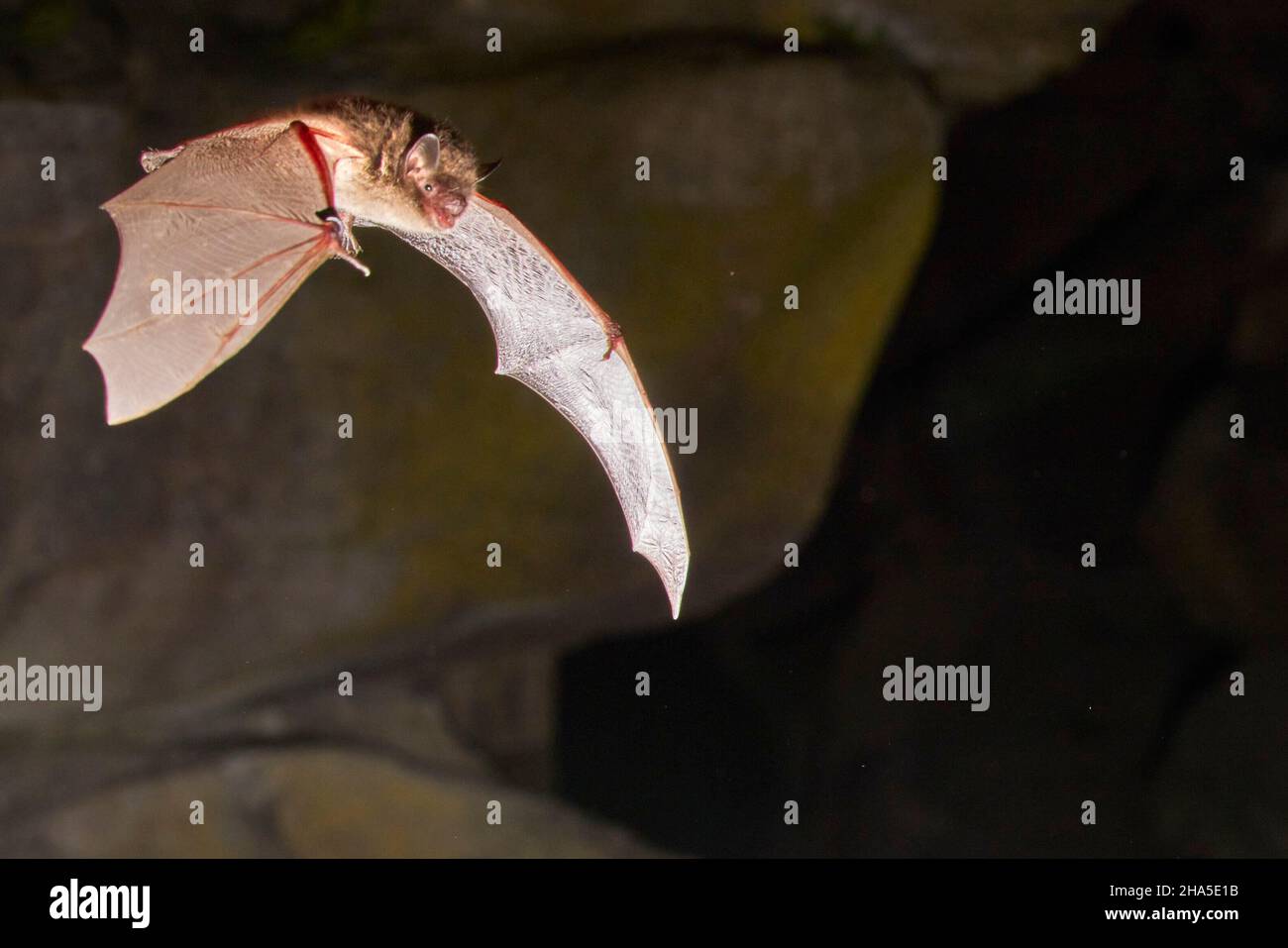 bat,water bat,myotis daubentonii,in flight Stock Photo - Alamy