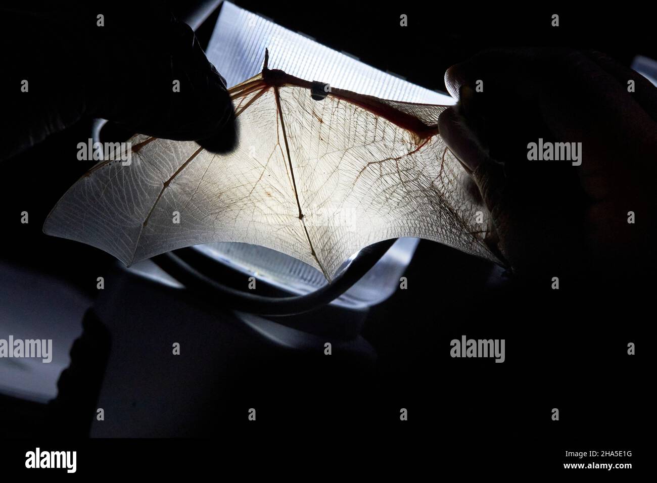 bat,pond bat,myotis dasycneme,wings,investigation,detail Stock Photo ...