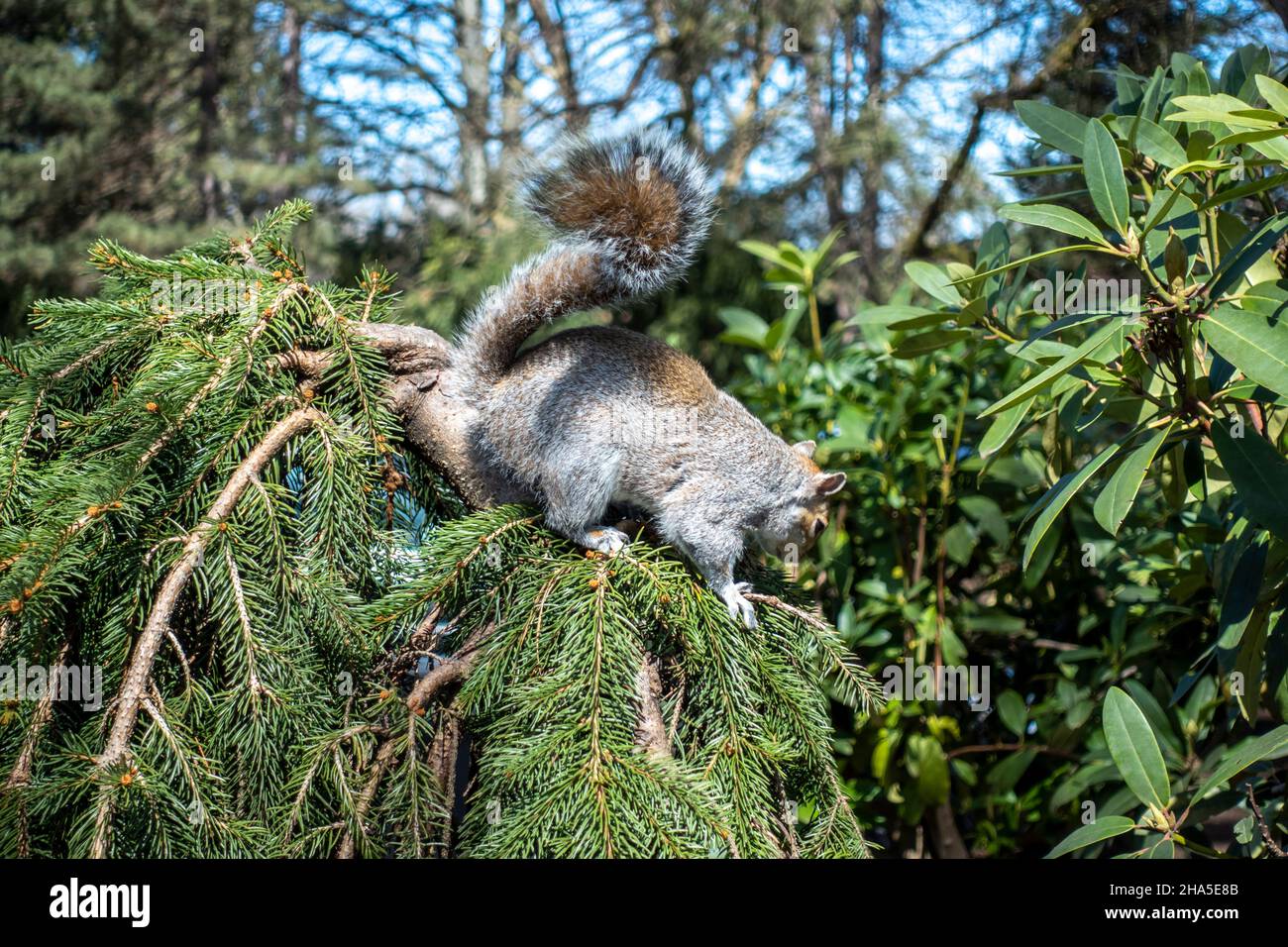Wild animals squirrels with nature hi-res stock photography and images ...