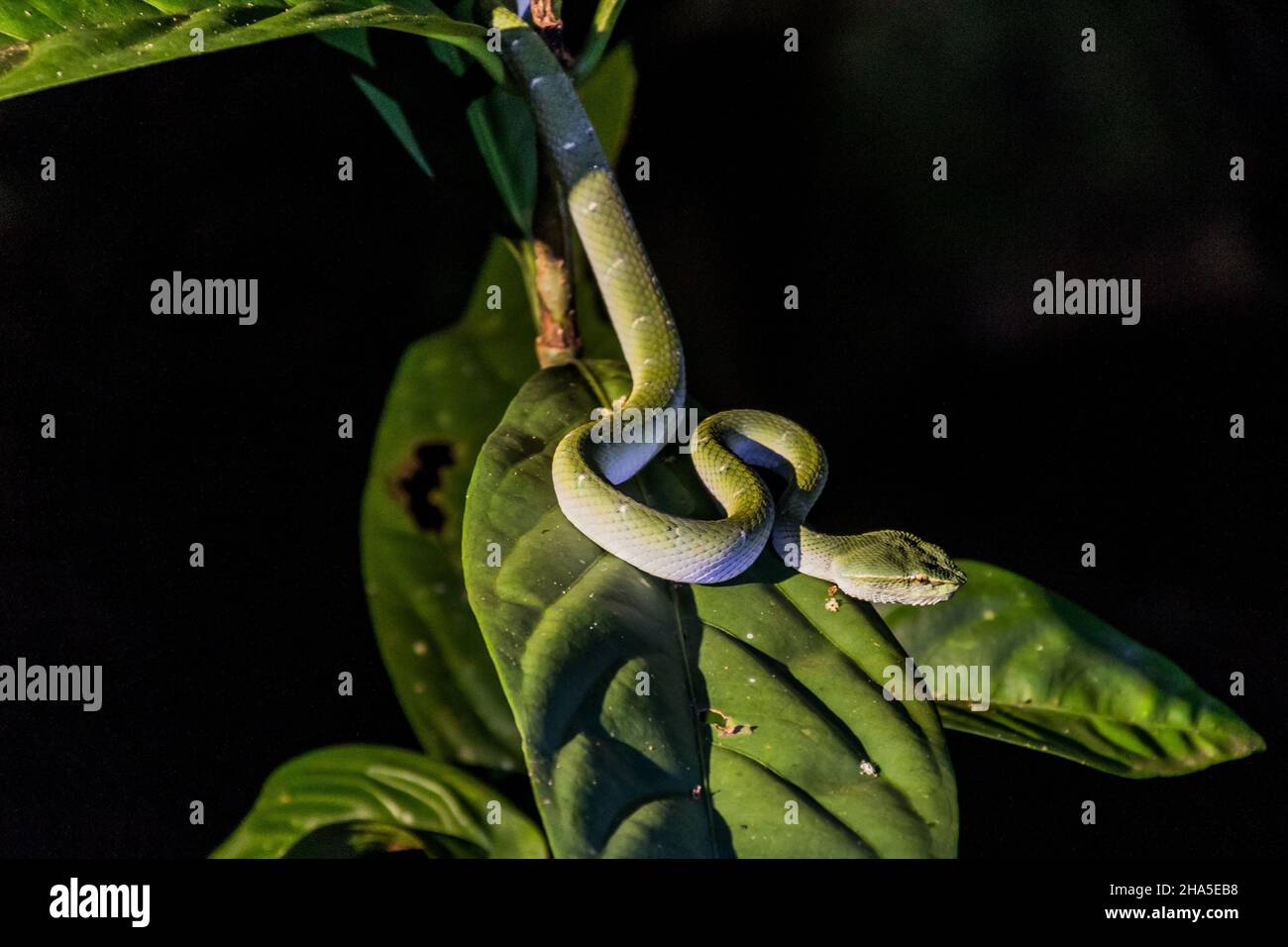Bornean keeled green pit viper Tropidolaemus subannulatus in Bako ...