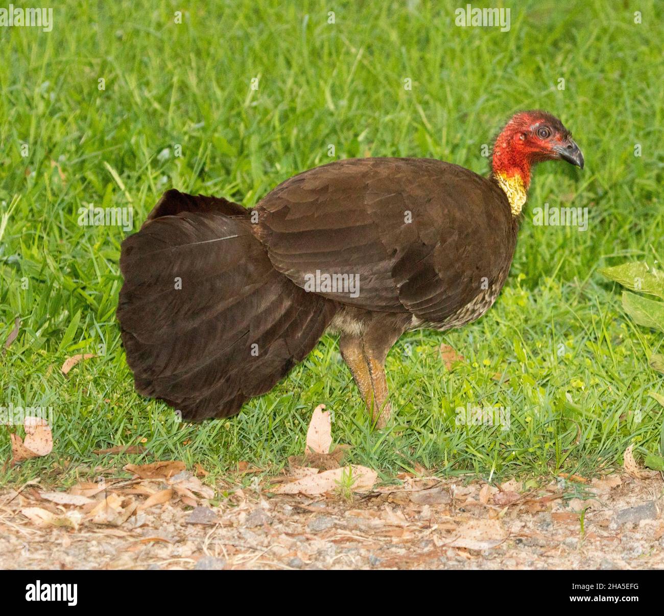 Turkey garden hi-res stock photography and images - Alamy