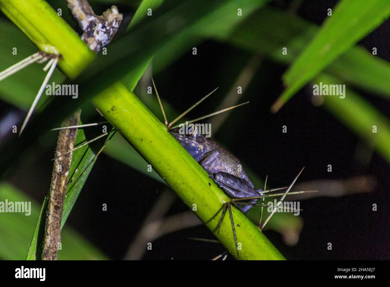 Frog in Bako national park on Borneo island, Malaysia Stock Photo - Alamy