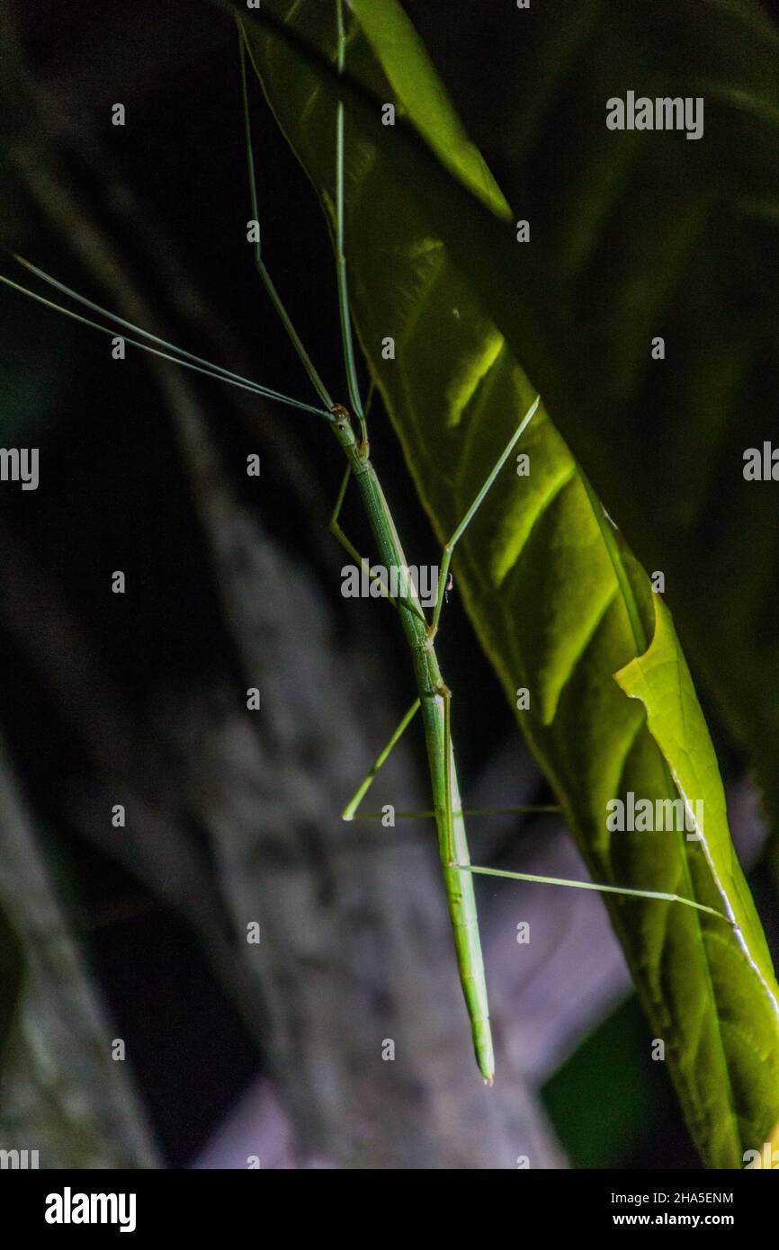 Stick insect in Bako national park on Borneo island, Malaysia Stock ...