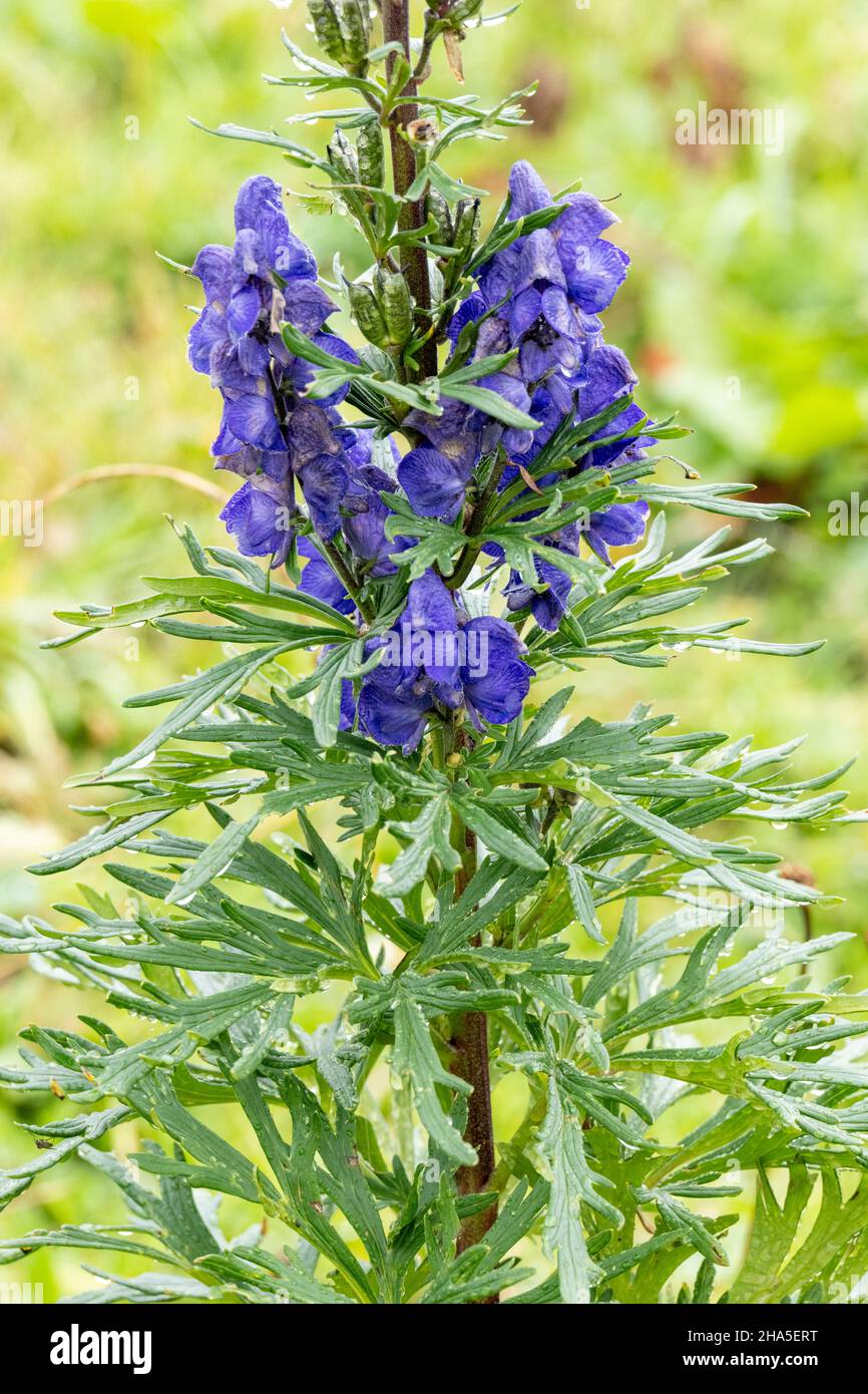 Wolfsbane hi-res stock photography and images - Alamy