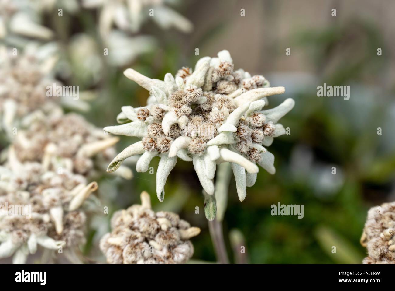 alpine edelweiss (leontopodium nivale Stock Photo - Alamy