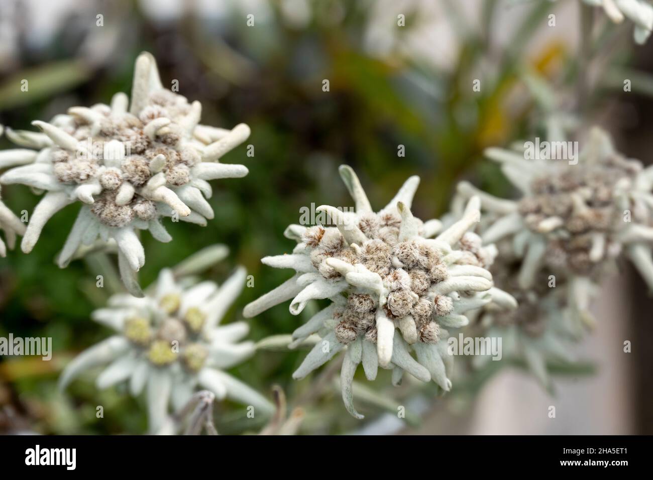 alpine edelweiss (leontopodium nivale Stock Photo - Alamy