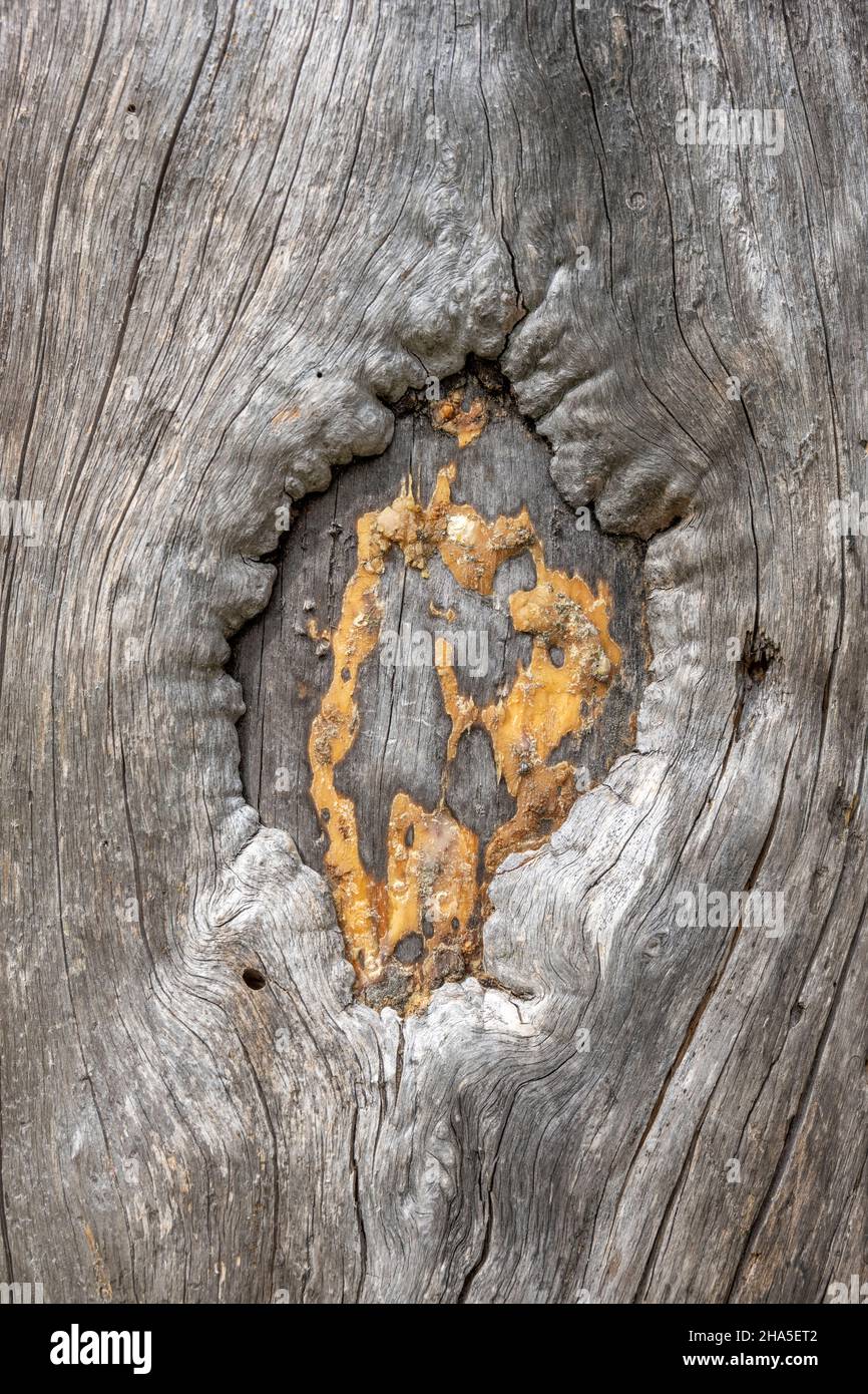 knothole on a dead tree Stock Photo - Alamy