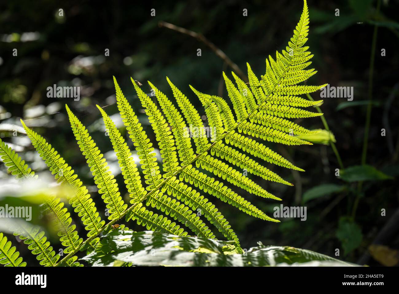 King fern hi-res stock photography and images - Alamy