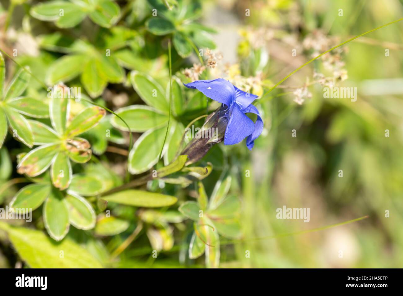 blue gentian (gentiana Stock Photo - Alamy