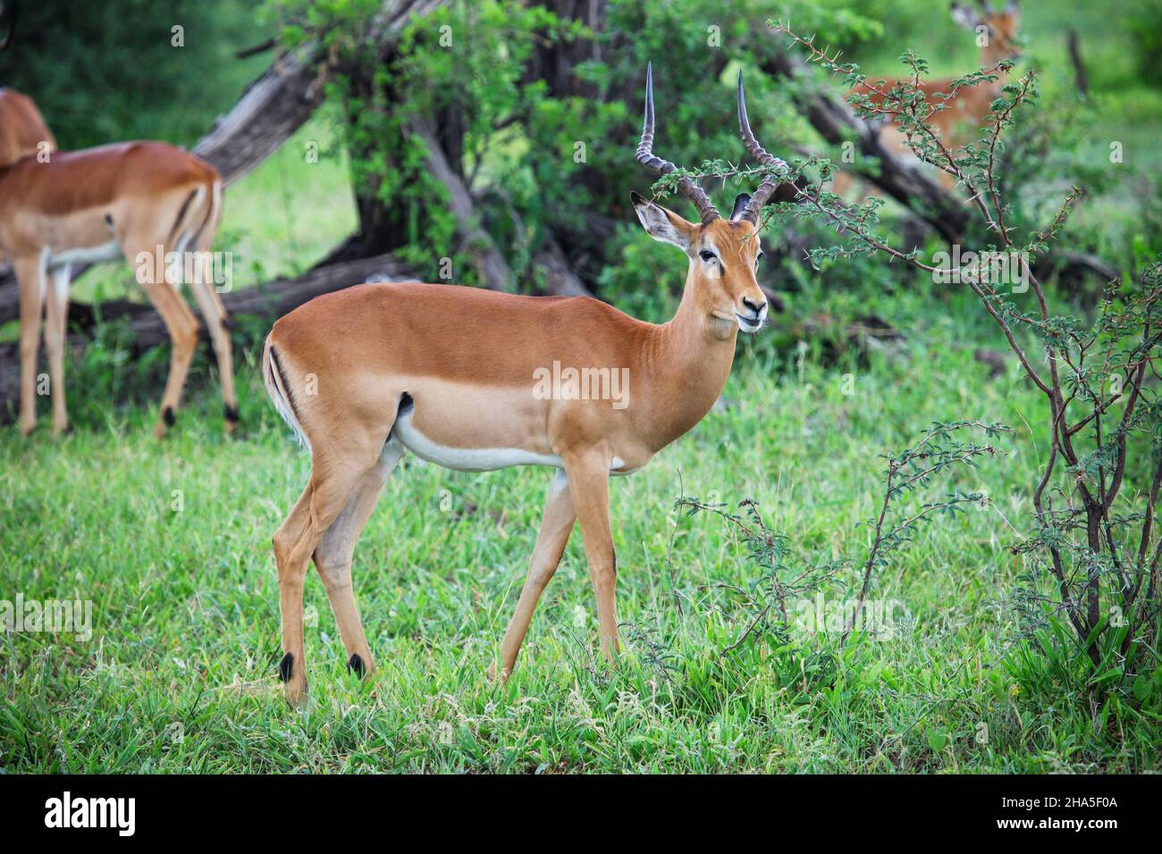 Impala in savannah forest hi-res stock photography and images - Alamy