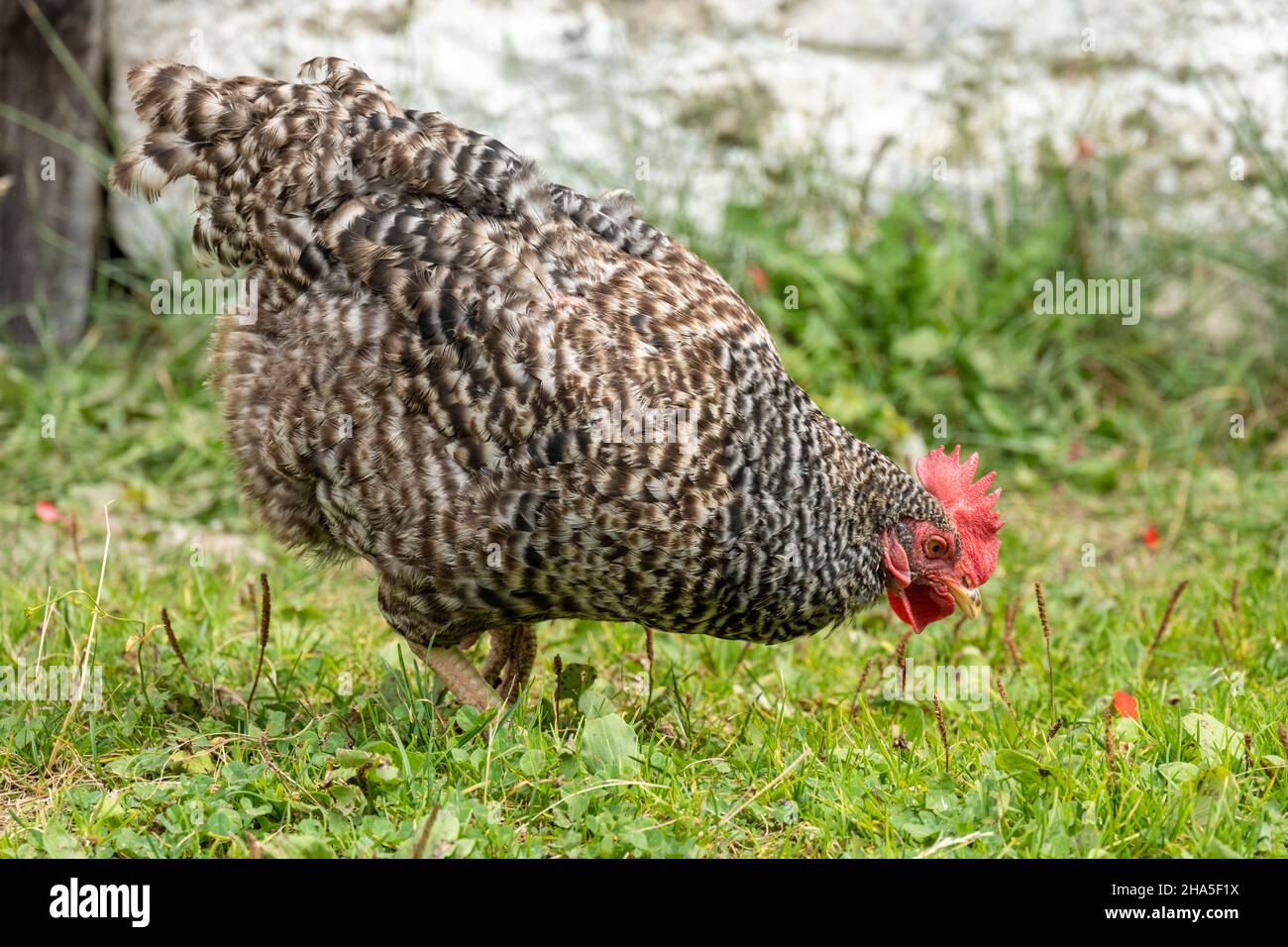 Bio chicken farm hi-res stock photography and images - Alamy