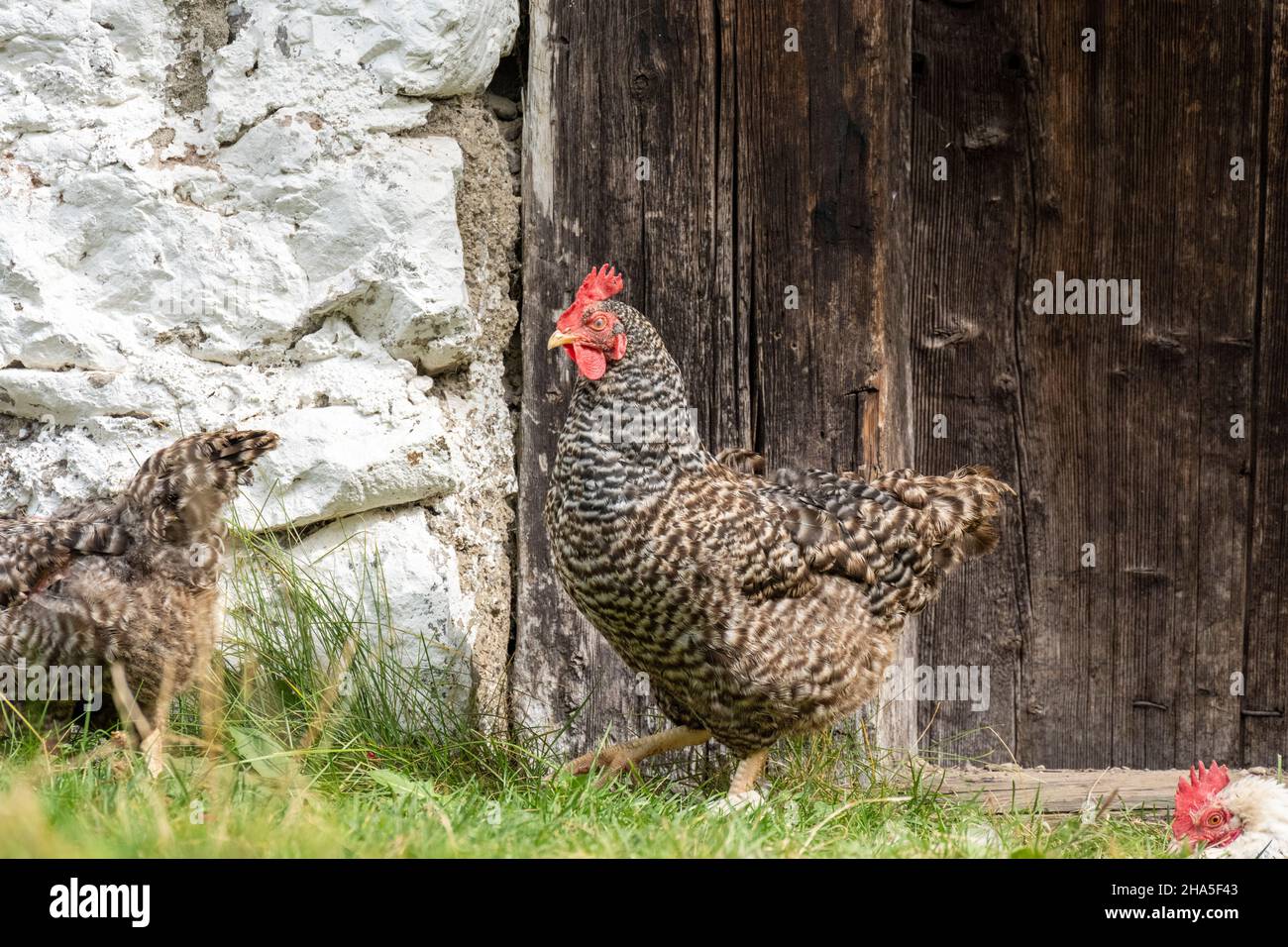 Amrock Chicken High Resolution Stock Photography and Images - Alamy