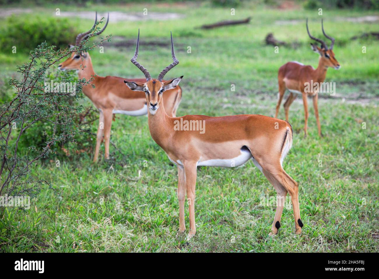 Wild impala in a wood of southern Africa Stock Photo - Alamy