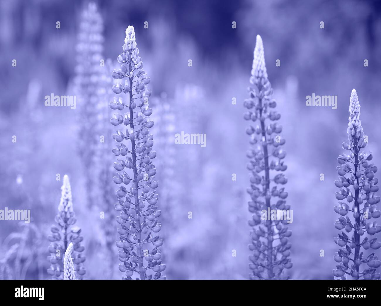 Very peri colored flowers background. Veri pery colour, new year 2022 ...