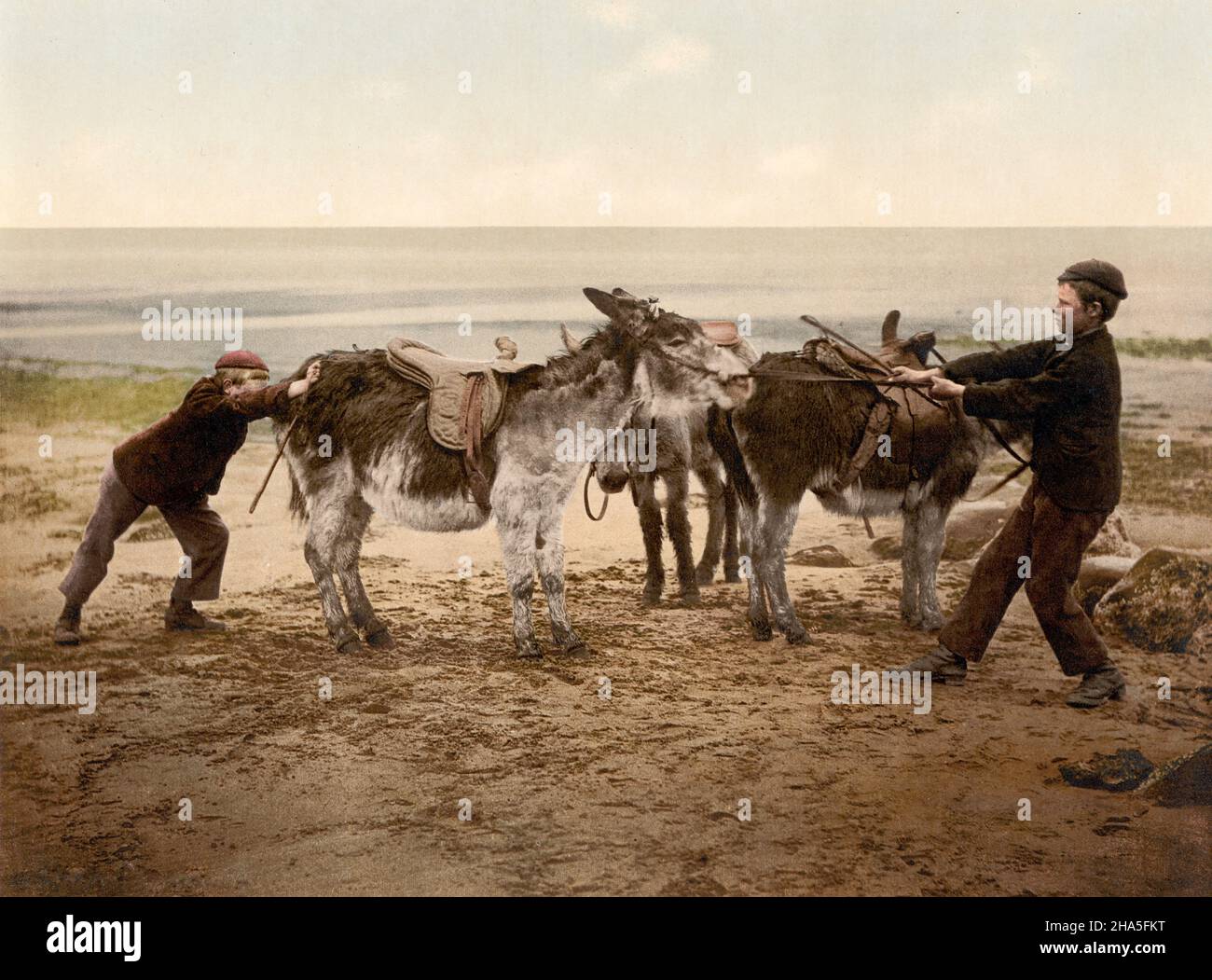 Two Boy - they push donkeys on the beach in england - 1890/1900 Stock ...
