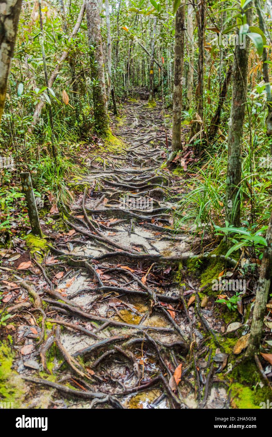 Roots covered path in Bako National Park, Sarawak, Malaysia Stock Photo ...