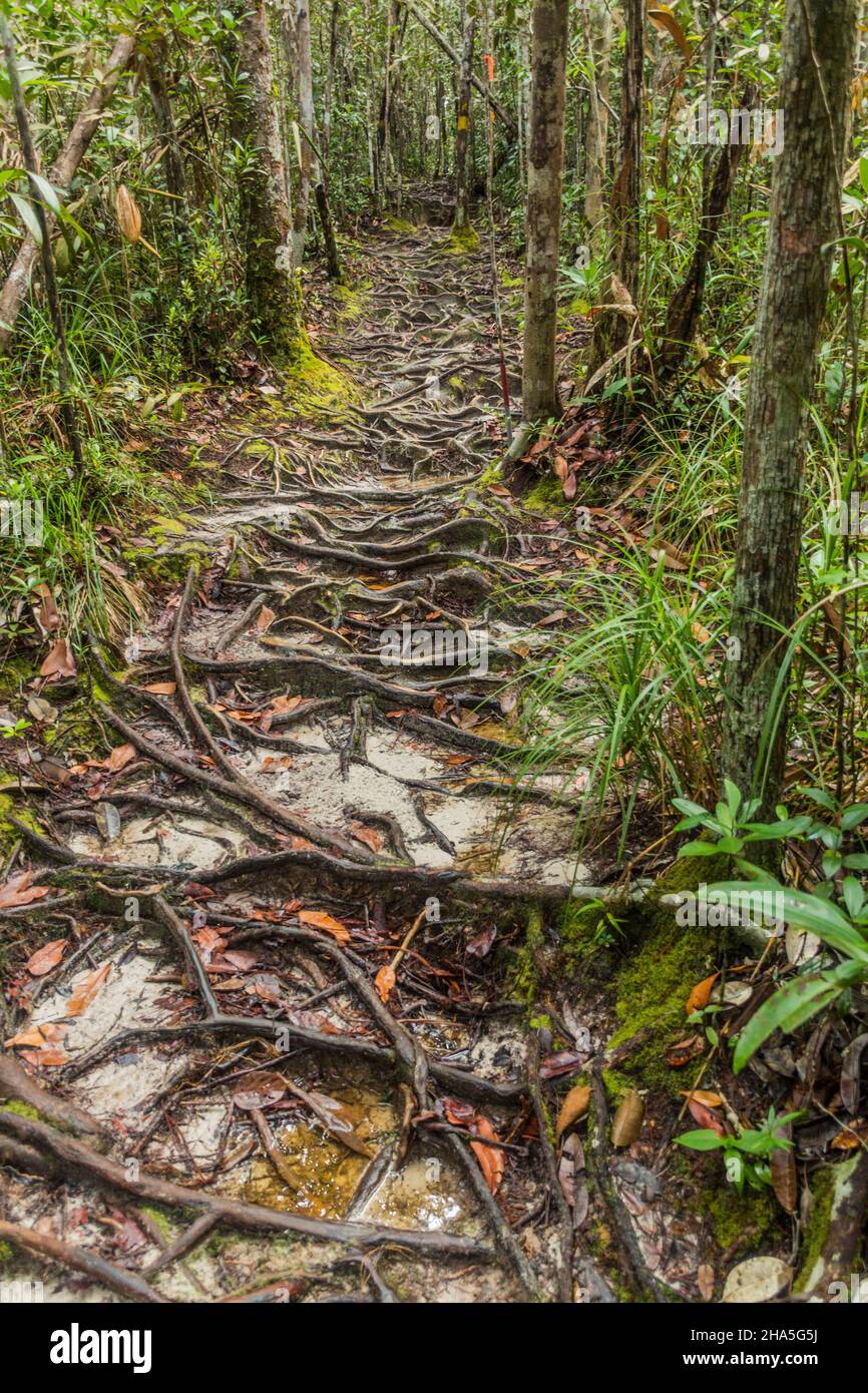 Roots covered path in Bako National Park, Sarawak, Malaysia Stock Photo ...
