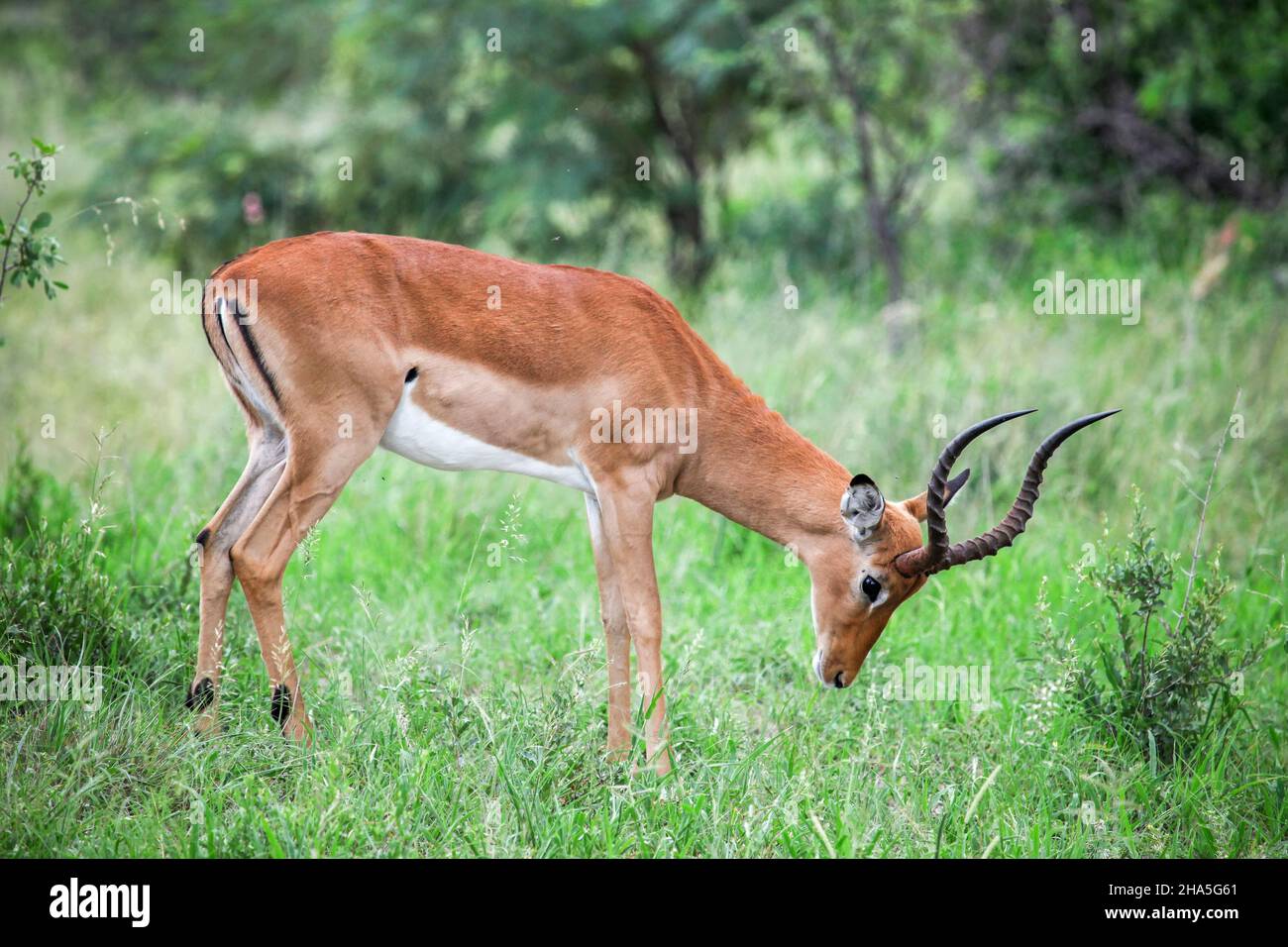 Wild impala in a wood of southern Africa Stock Photo - Alamy