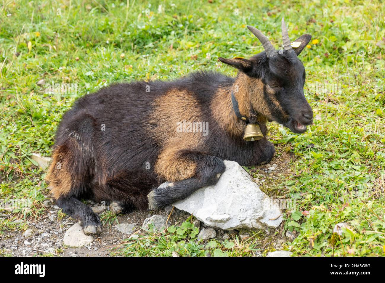 domestic goat (capra aegagrus hircus; formerly capra hircus Stock Photo ...